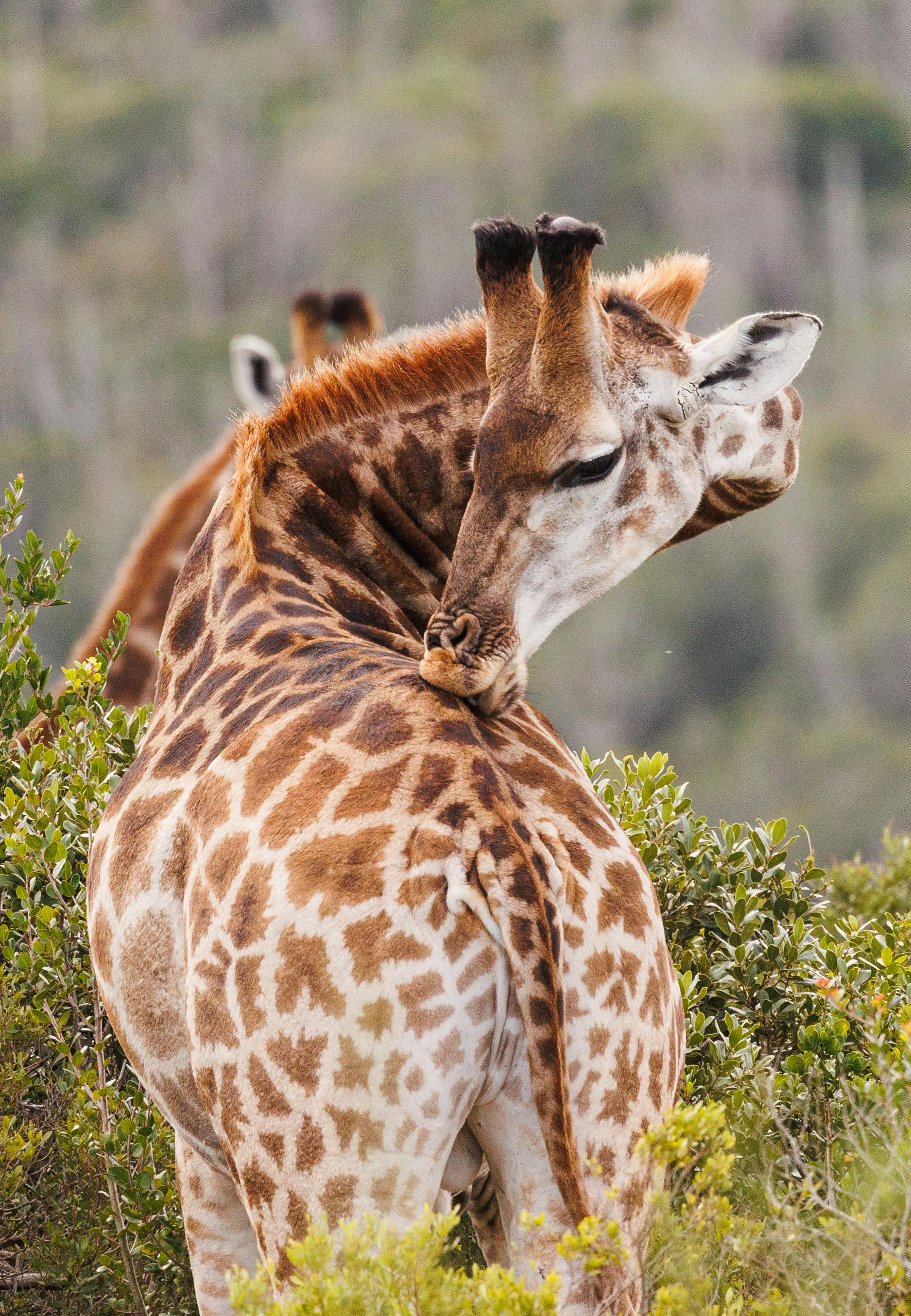 Giraffe Standing on Green Grass Field Under Blue Sky · Free Stock Photo