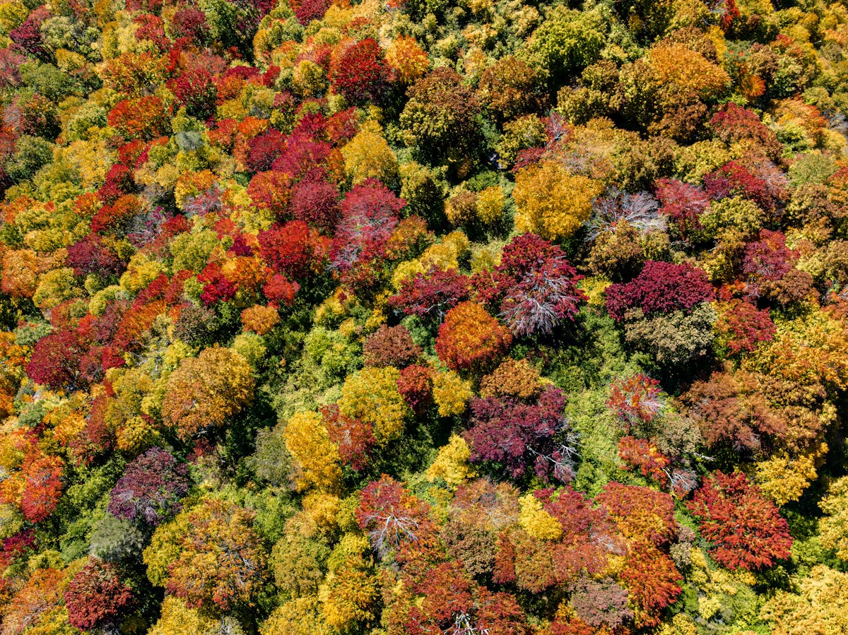 Forest Top View Photos, Download The BEST Free Forest Top View Stock ...