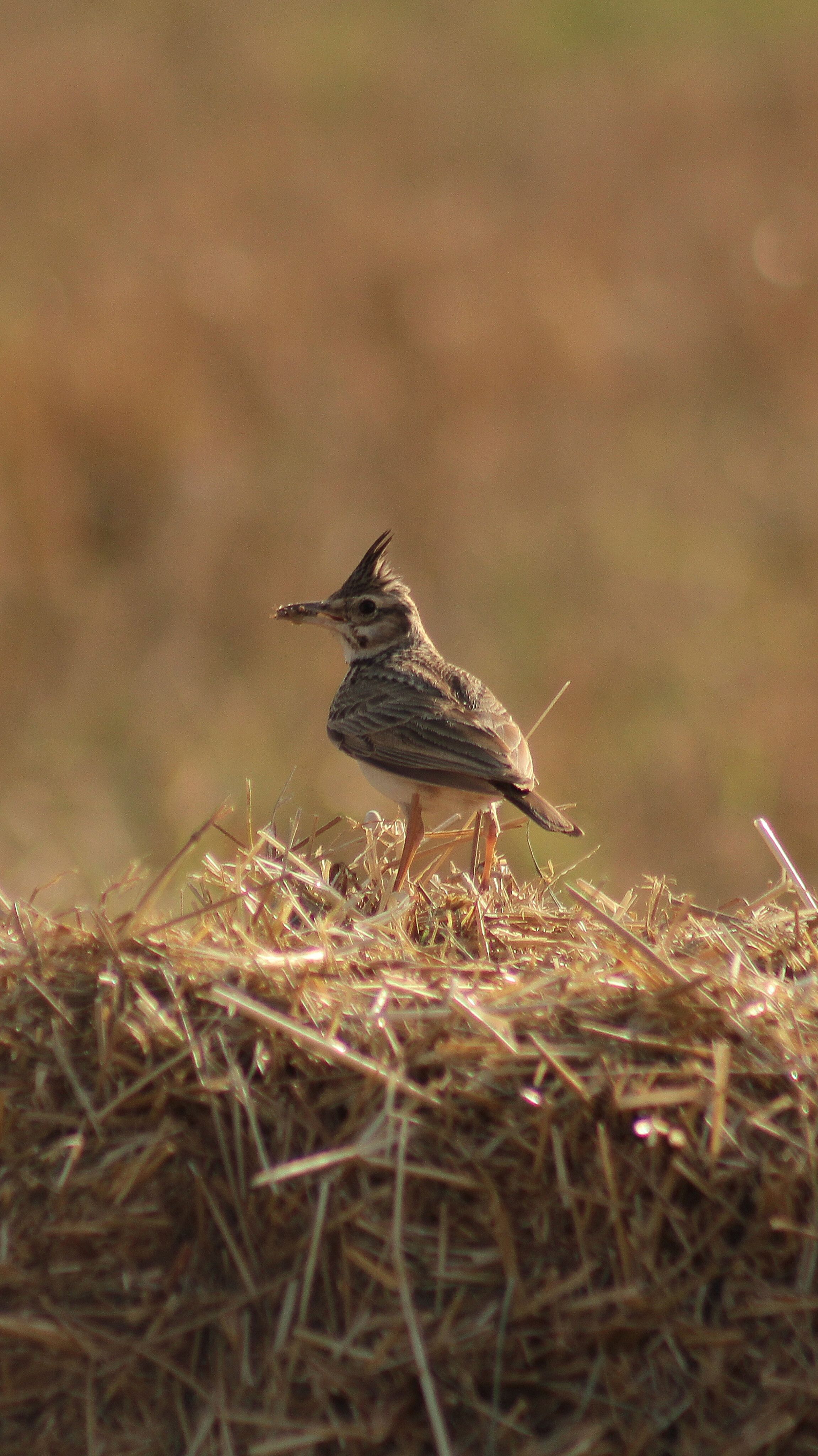Lark Photos, Download The BEST Free Lark Stock Photos & HD Images