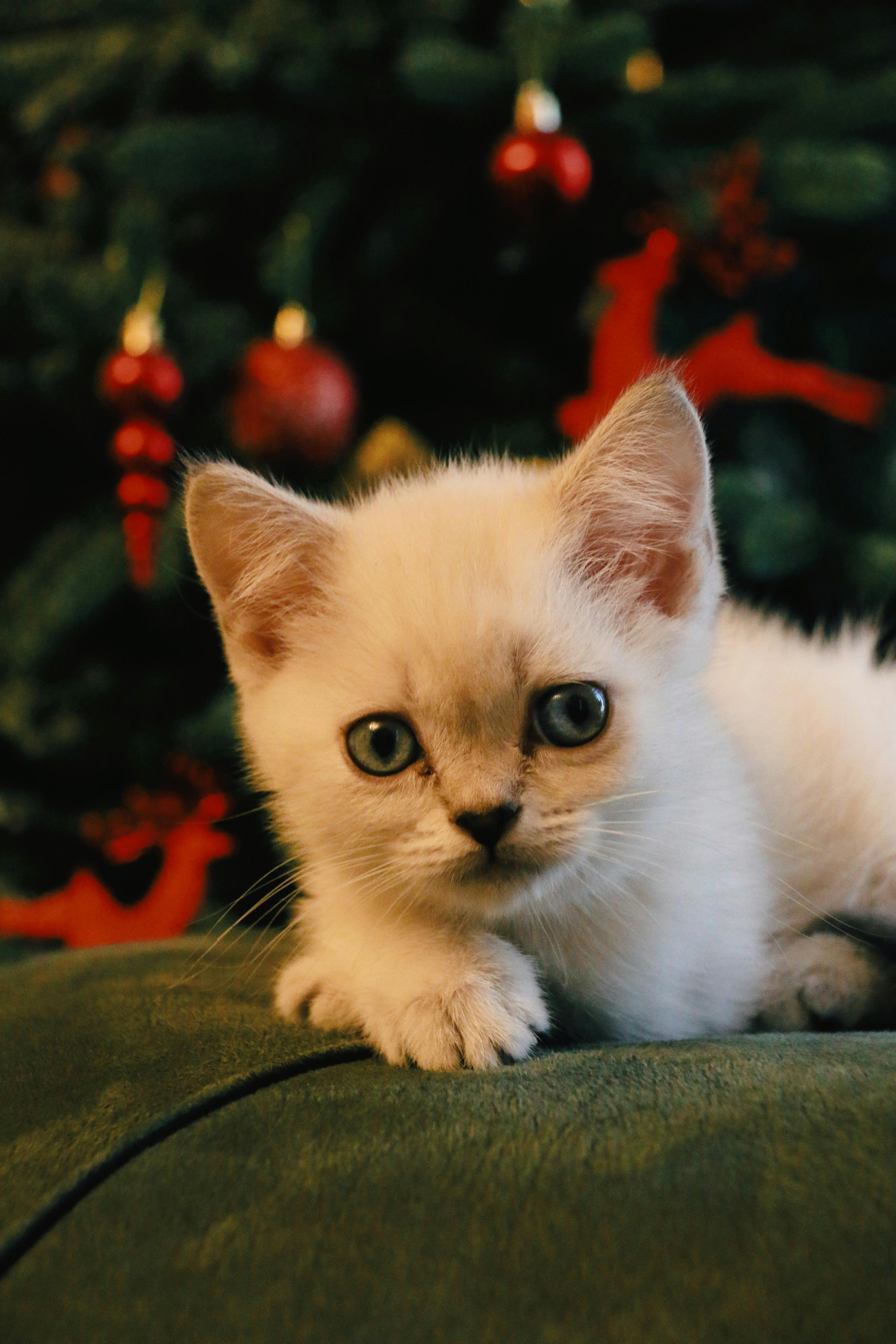 Kitten Map Photos, Download The BEST Free Kitten Map Stock Photos & HD ...