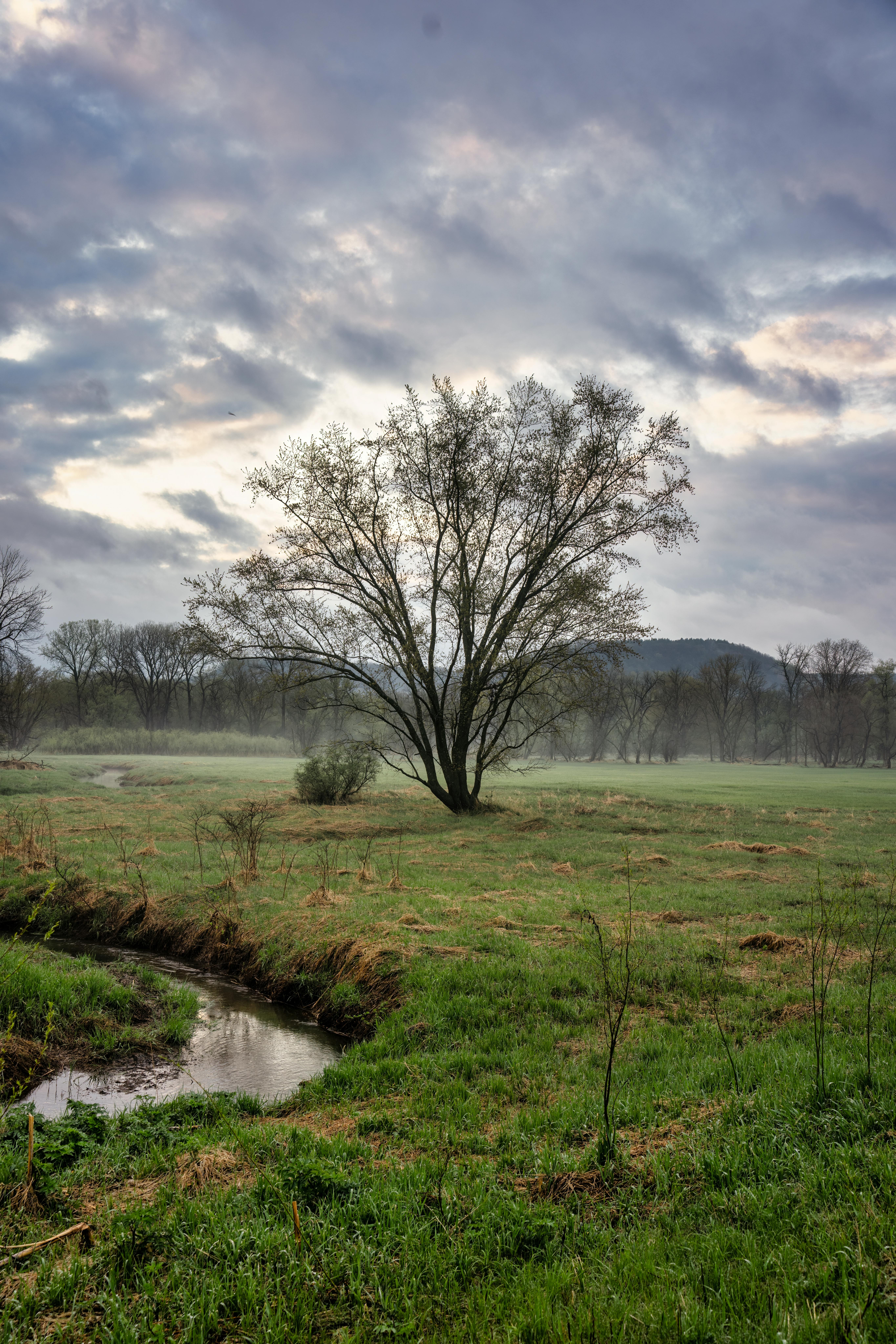 Big Tree in Middle of Meadow · Free Stock Photo