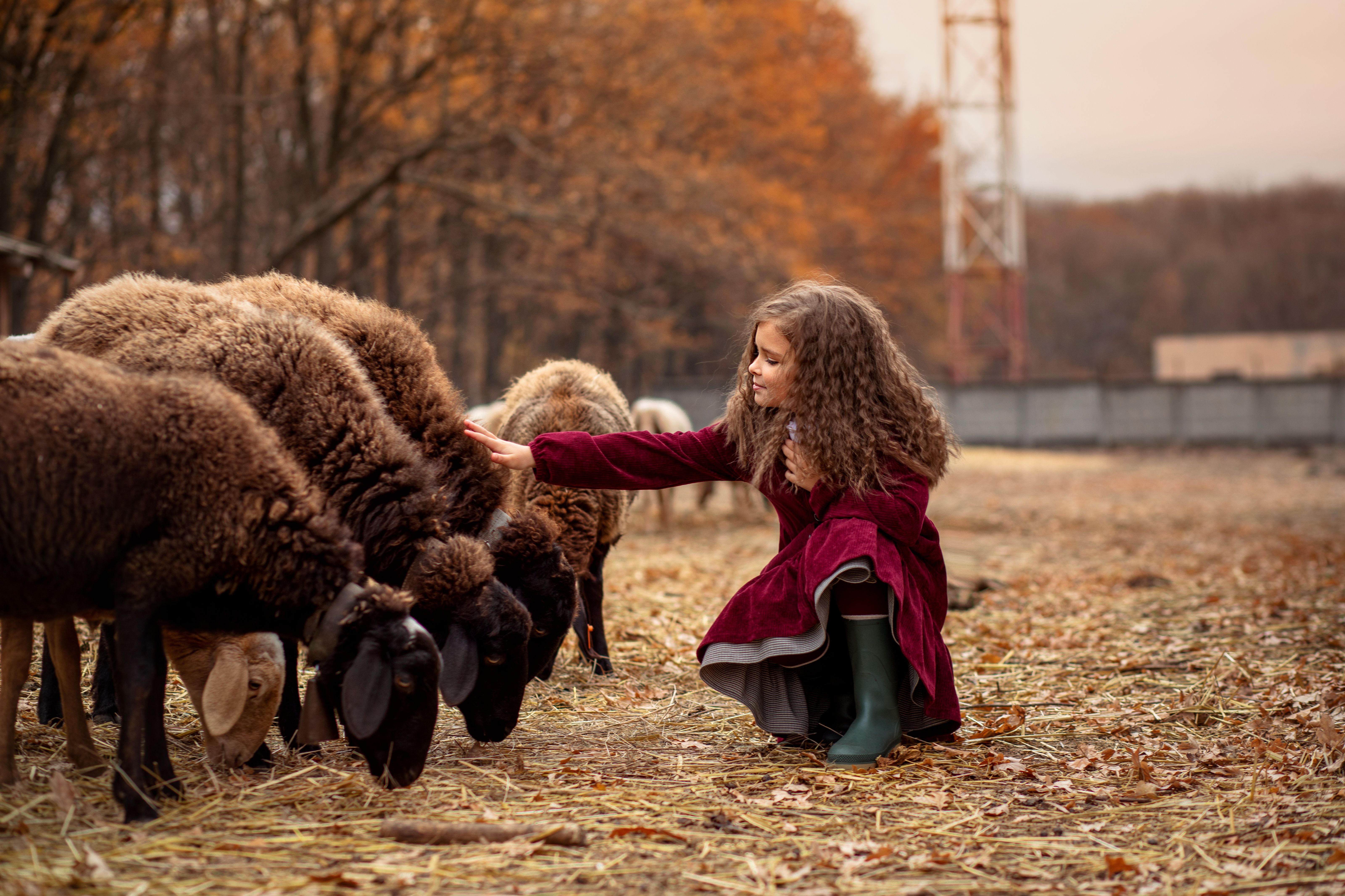 Girl Patting Sheep · Free Stock Photo