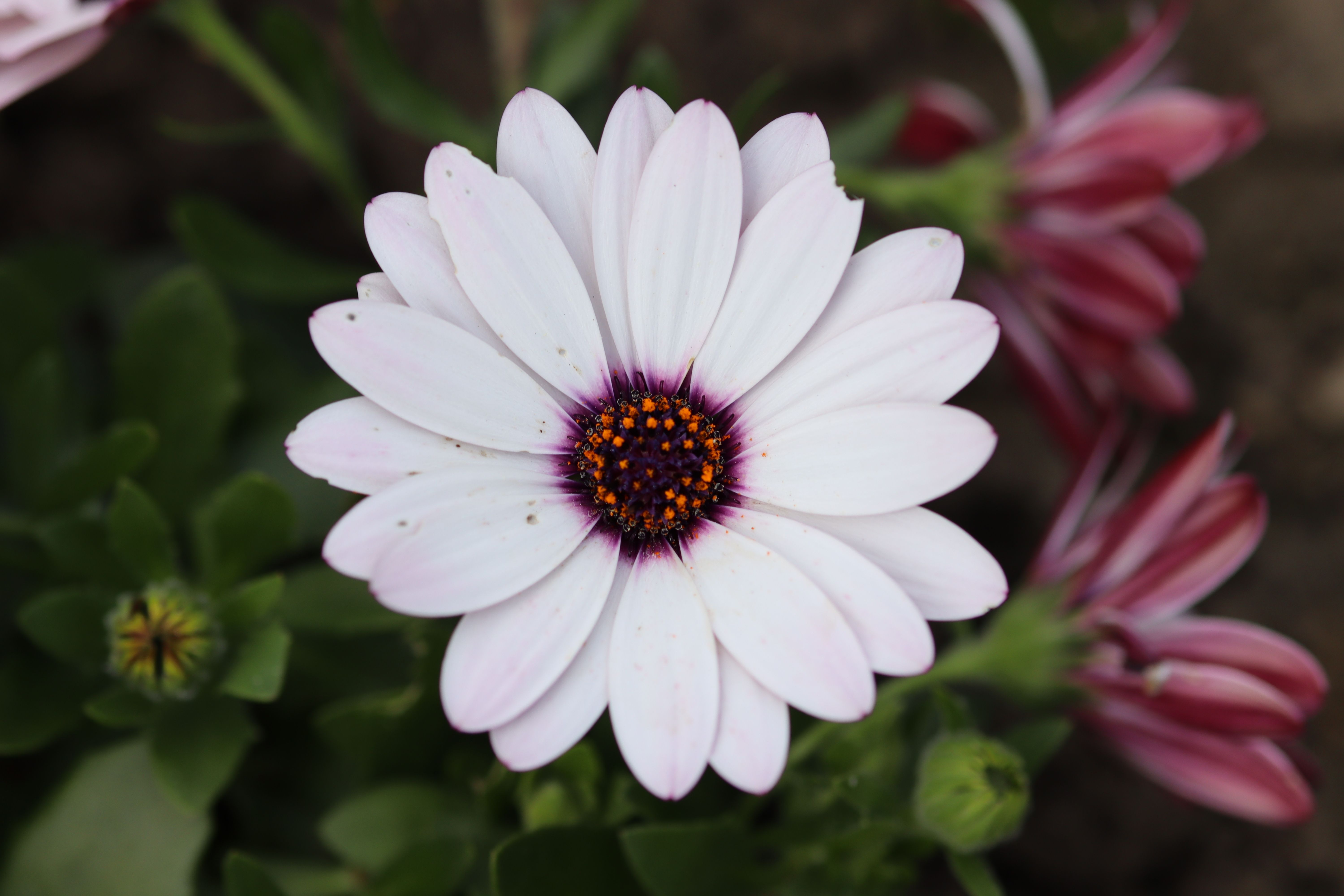 Close-up of a White African Daisy · Free Stock Photo