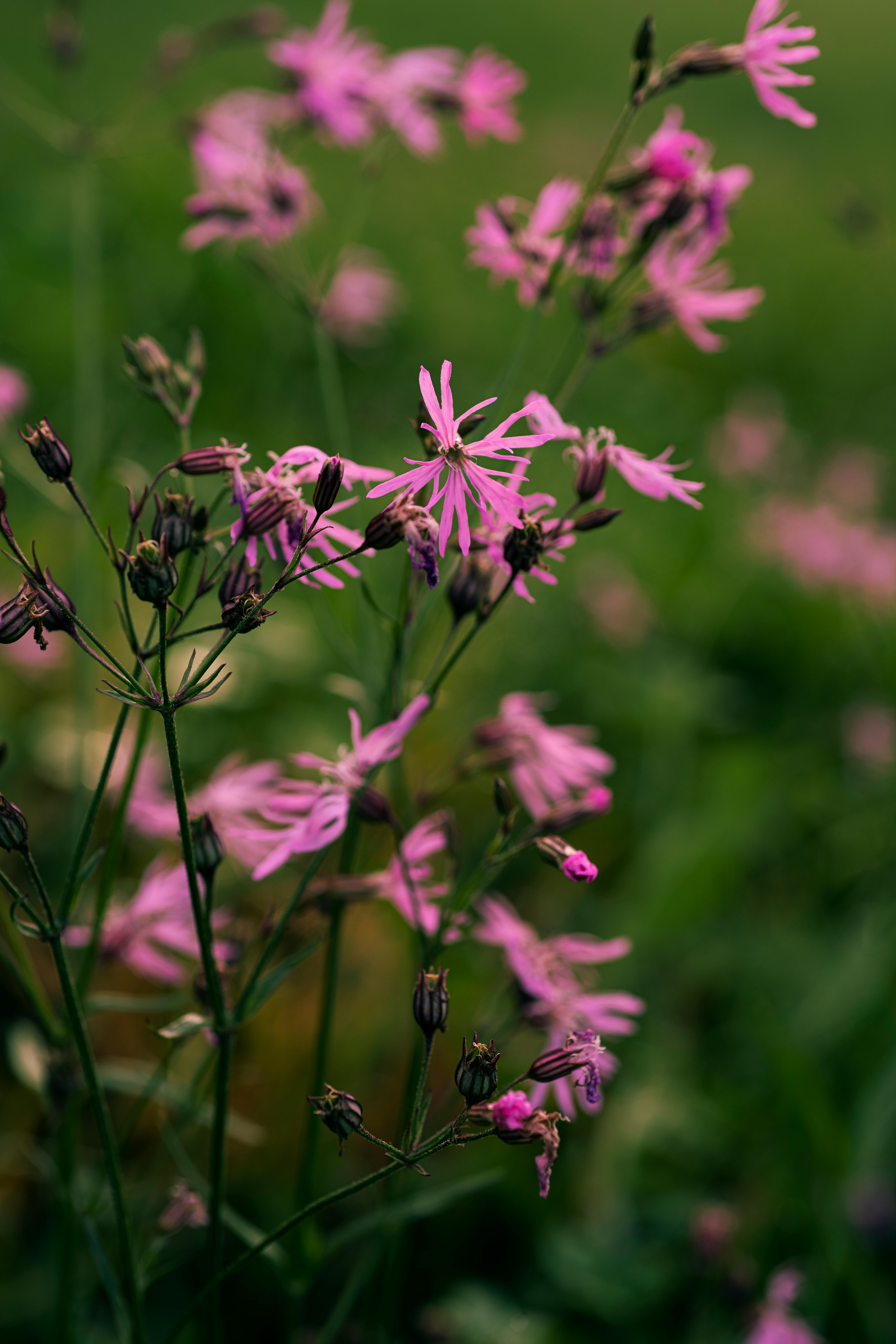 Close-up of Ragged-robin Flowers on a Grass Field · Free Stock Photo