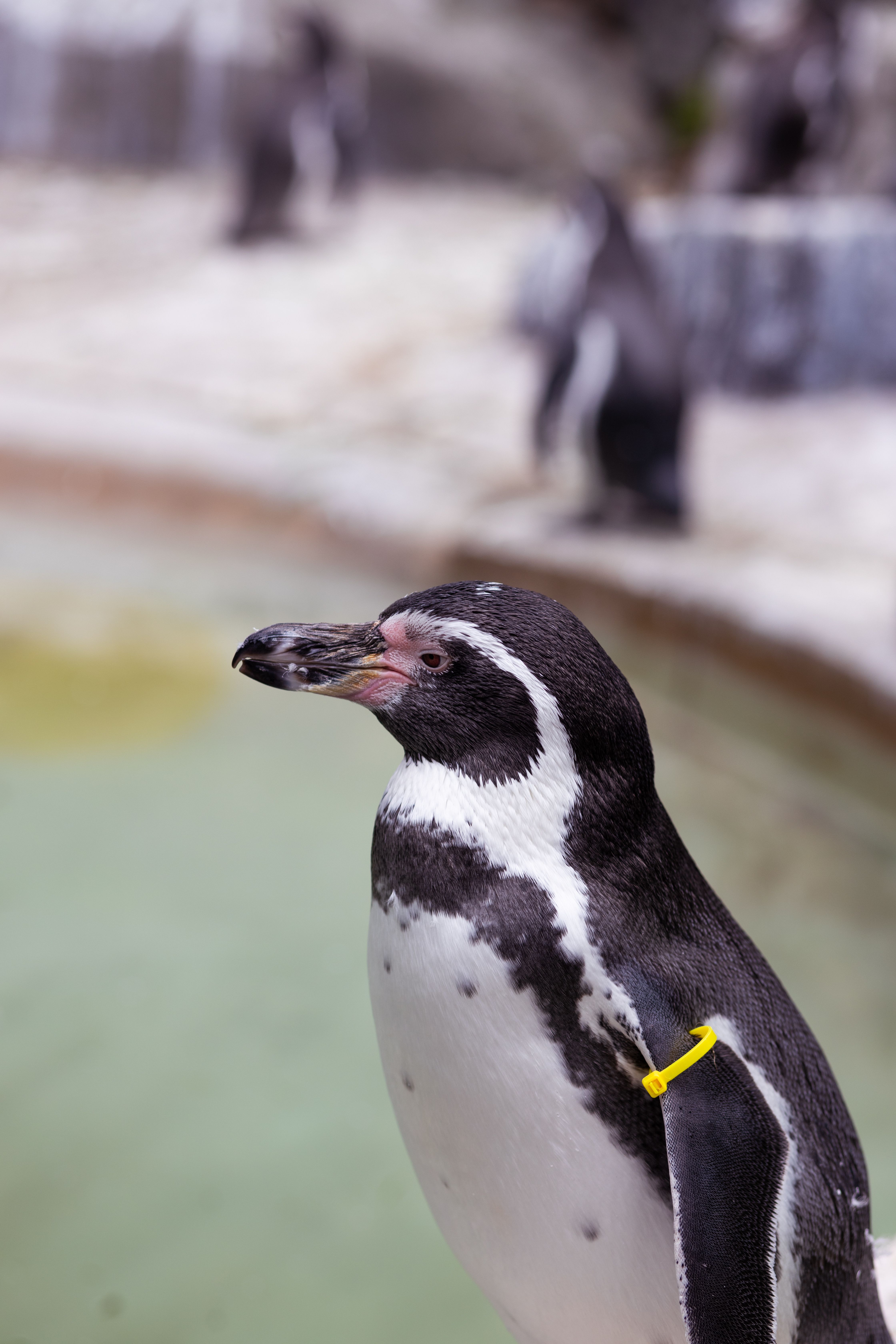 Penguin in ZOO · Free Stock Photo