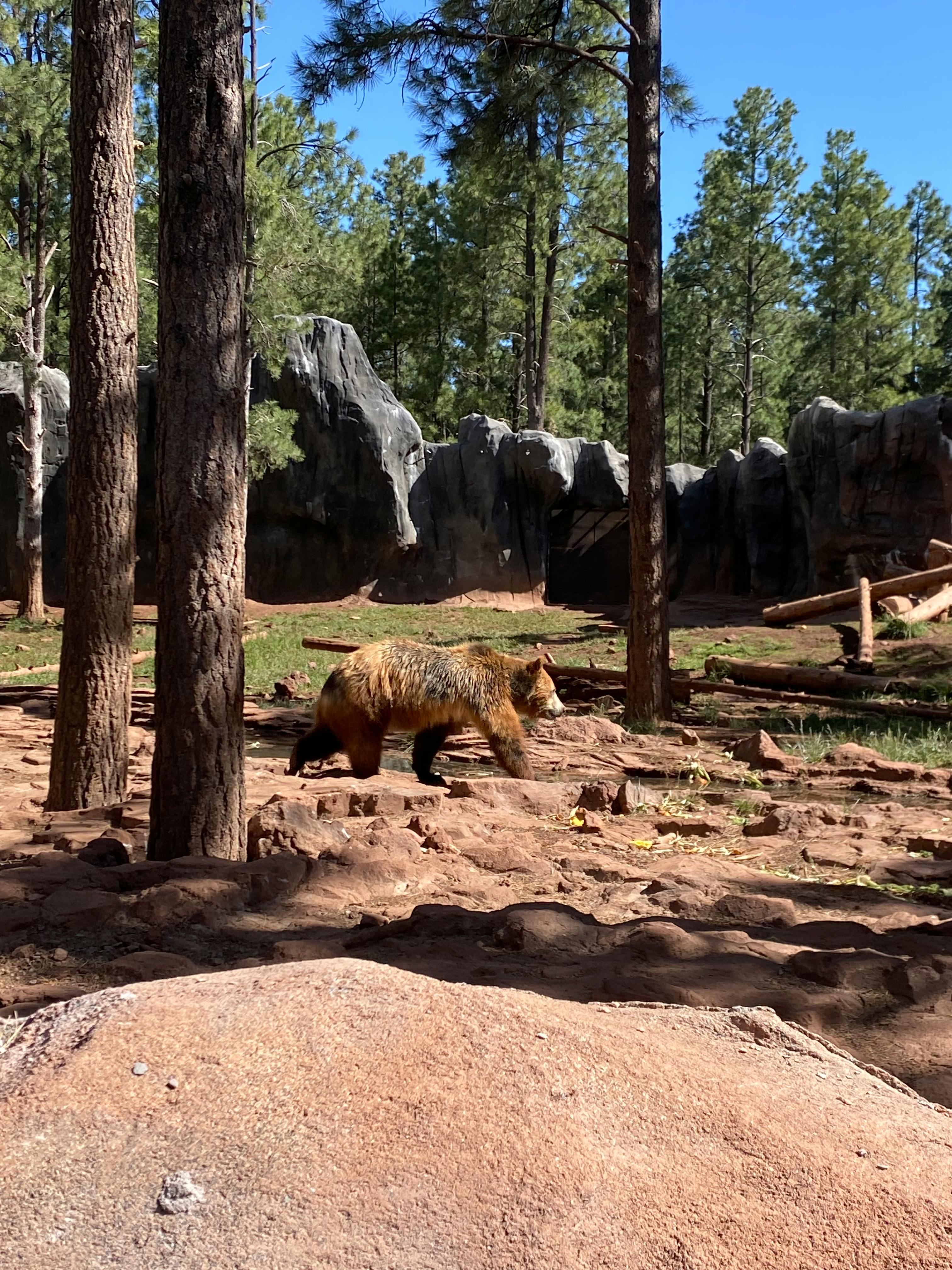 A Grizzly Bear at the Bearizona Wildlife Park in Williams, Arizona ...