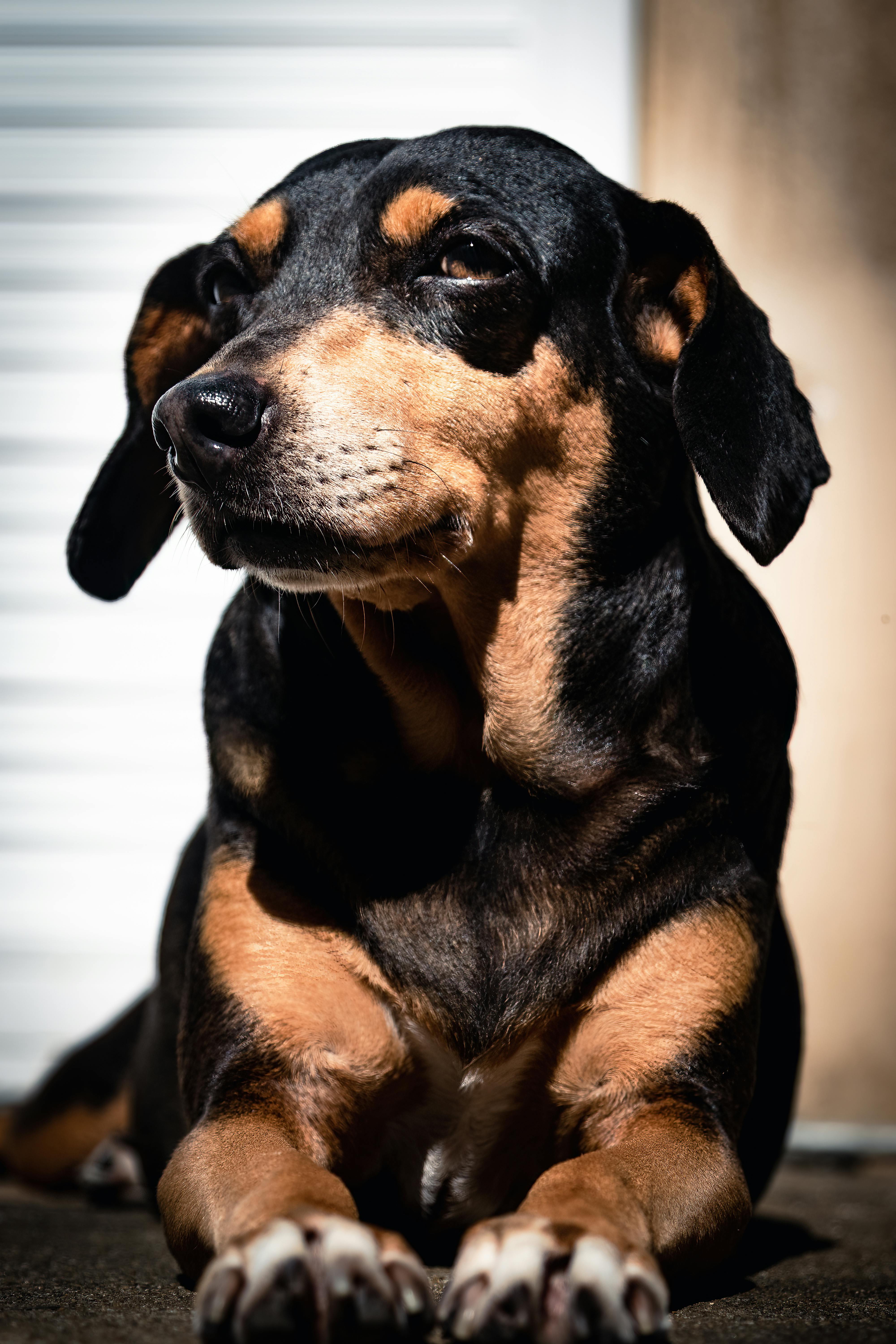 Close up of Sausage Dog on Leash · Free Stock Photo