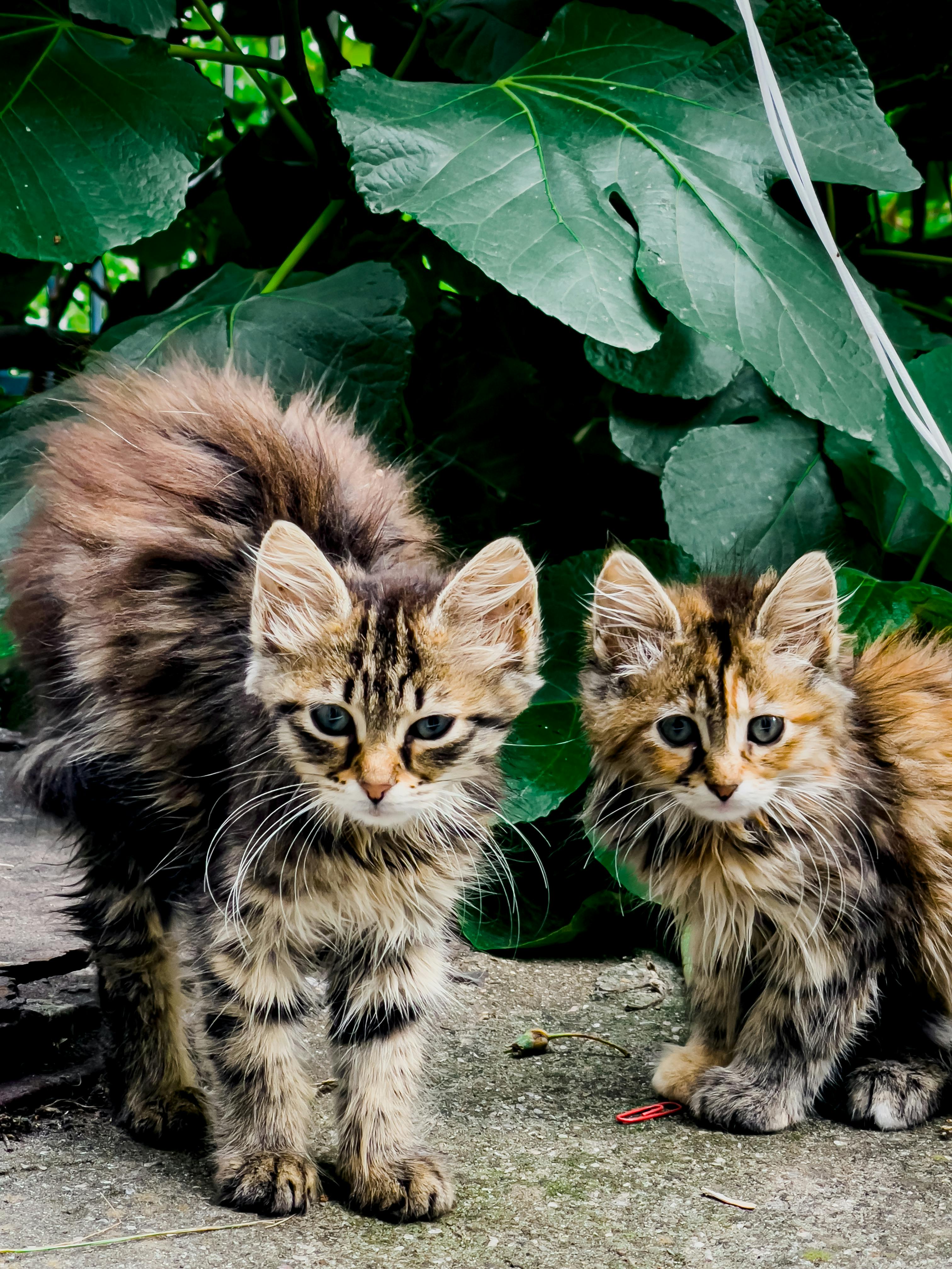 Assorted Color Kittens · Free Stock Photo