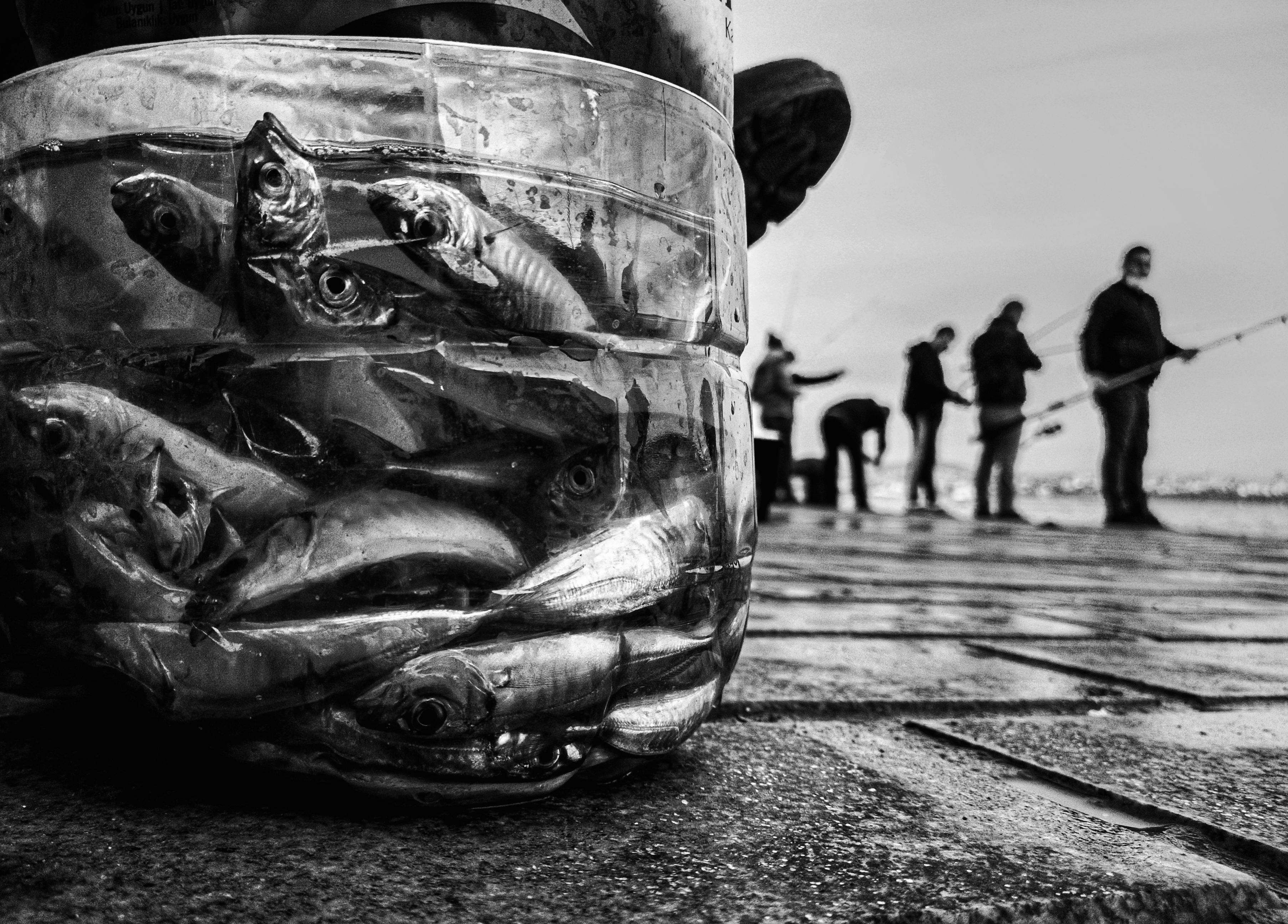 Toothpick Fish Photos, Download The BEST Free Toothpick Fish Stock ...