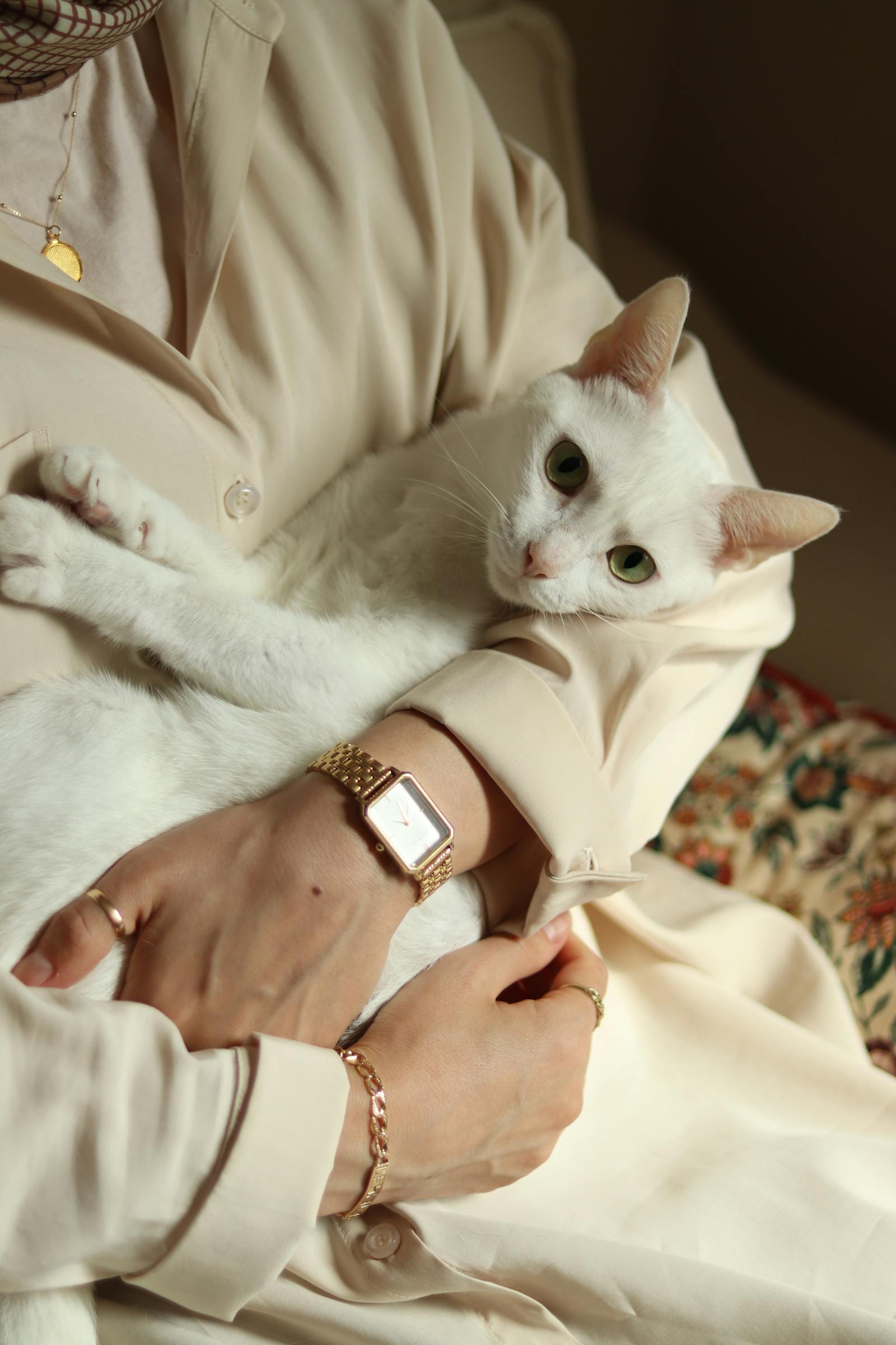 Kitten Map Photos, Download The BEST Free Kitten Map Stock Photos & HD ...