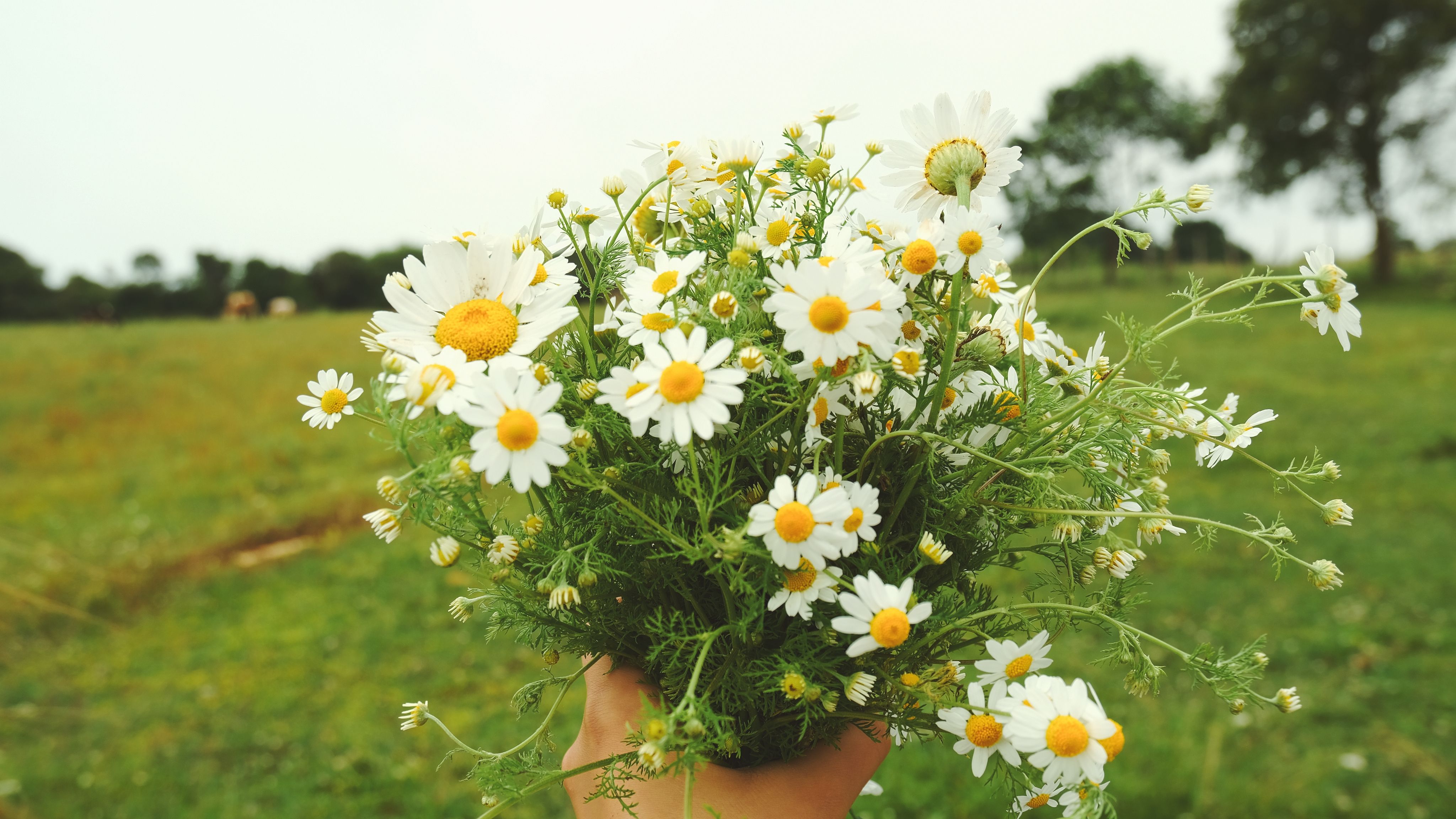 Bunch of Chamomile in Hand · Free Stock Photo