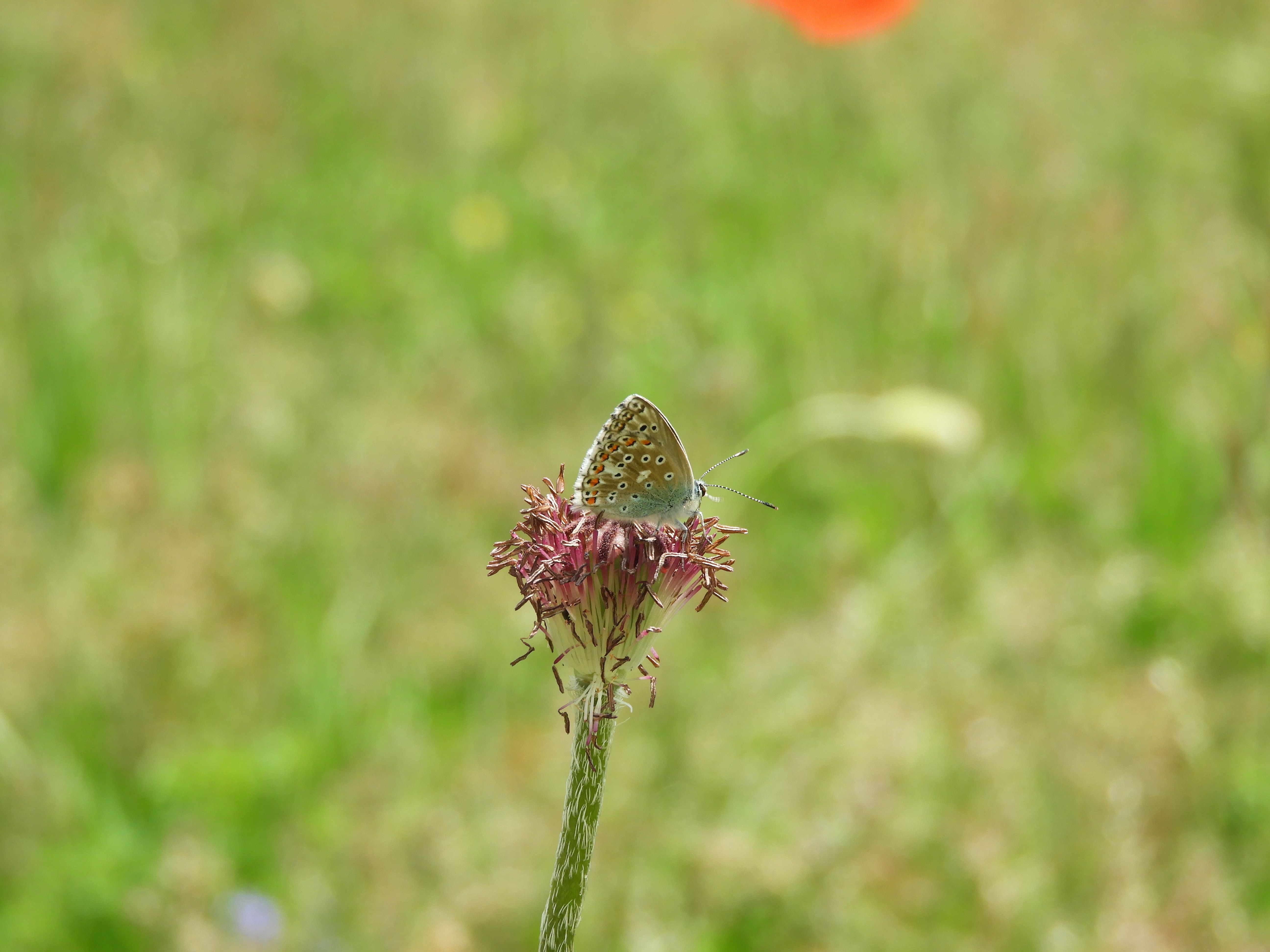 Blue And White Butterfly Perched On Green Leaf In Close Up Photography ...