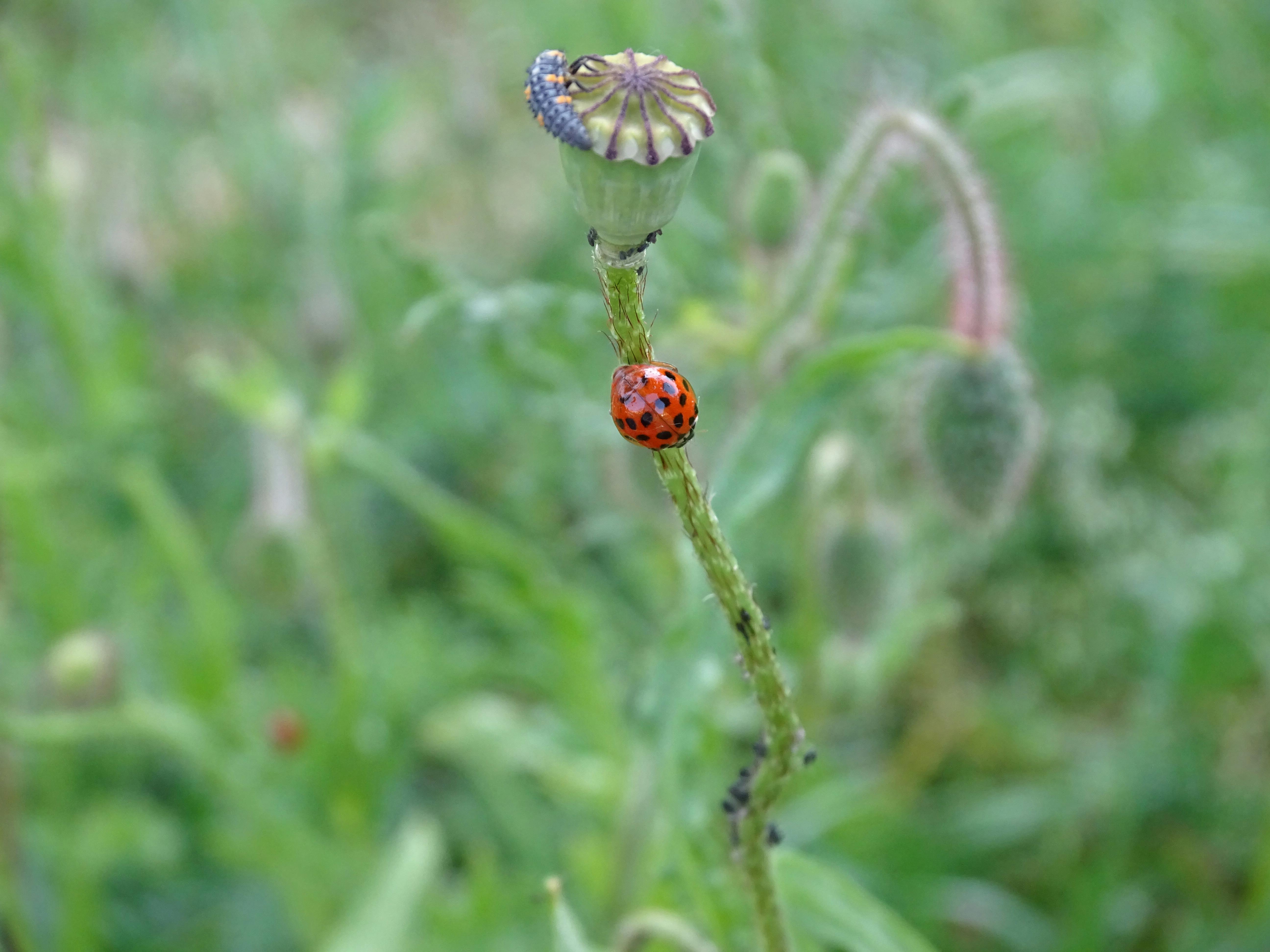 Worm Mating Animal Photos, Download The BEST Free Worm Mating Animal ...