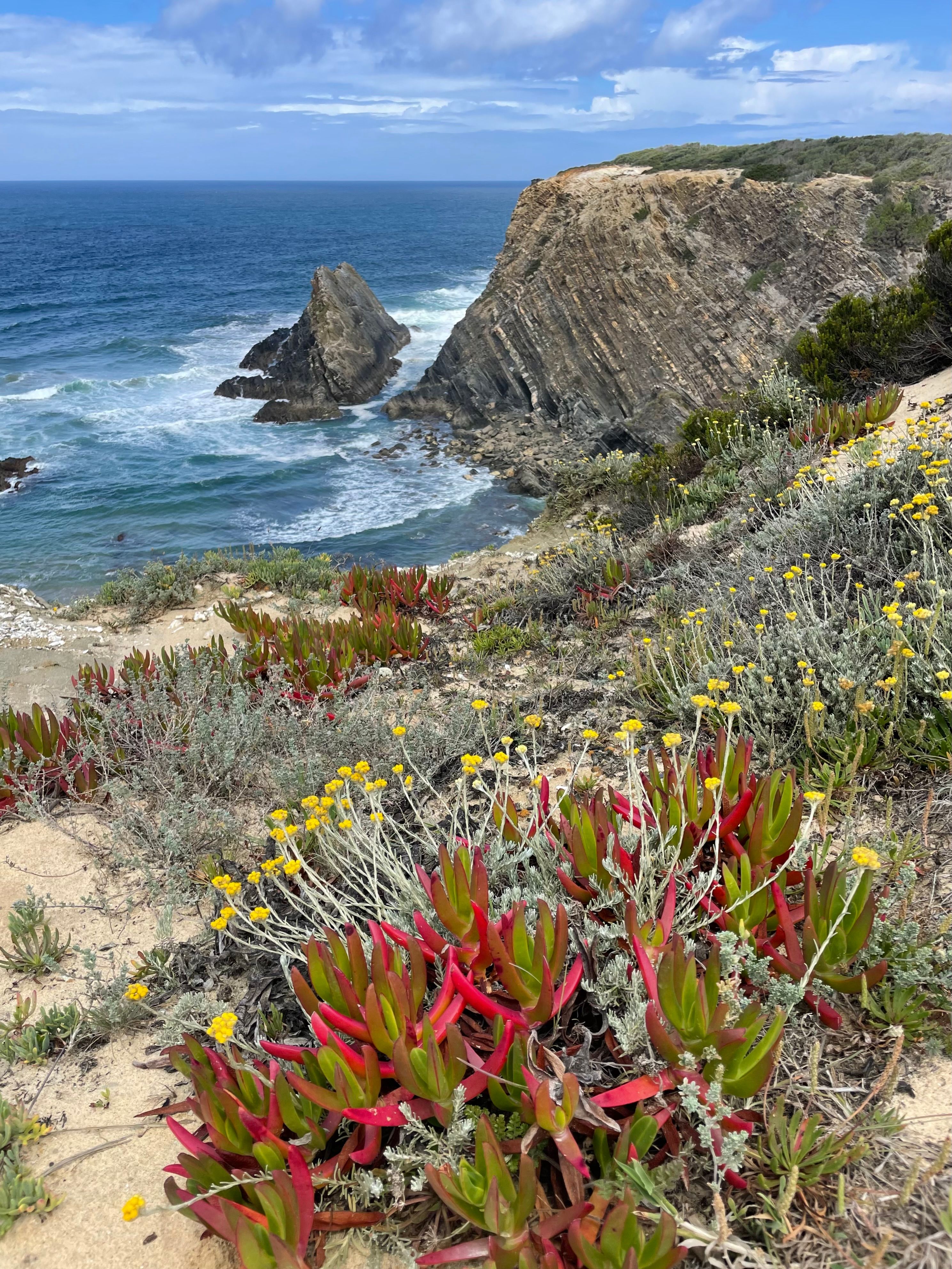Foto de stock gratuita sobre acantilados, alentejo, costa, flora ...