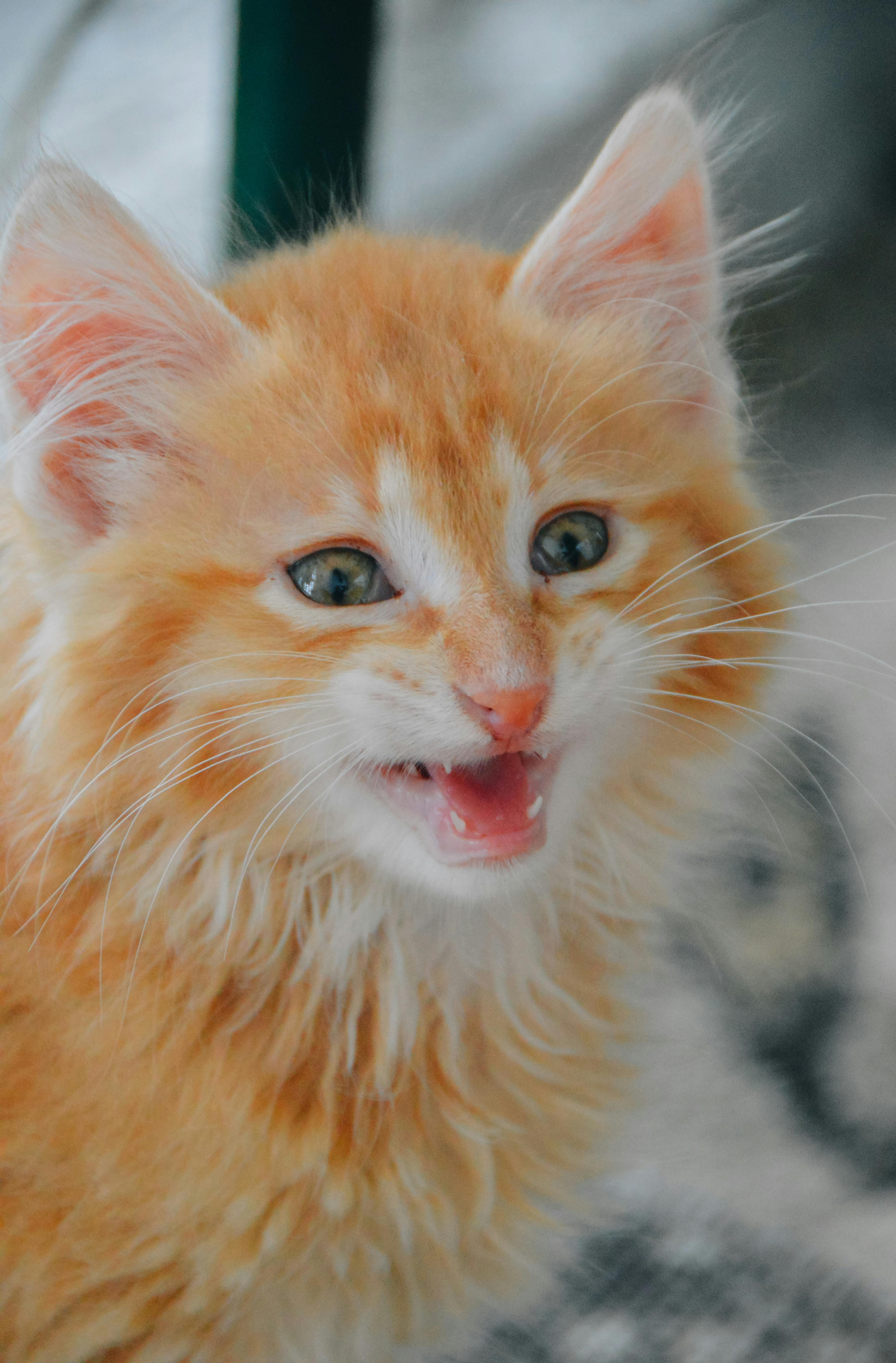 Close-up of an Orange Kitten · Free Stock Photo