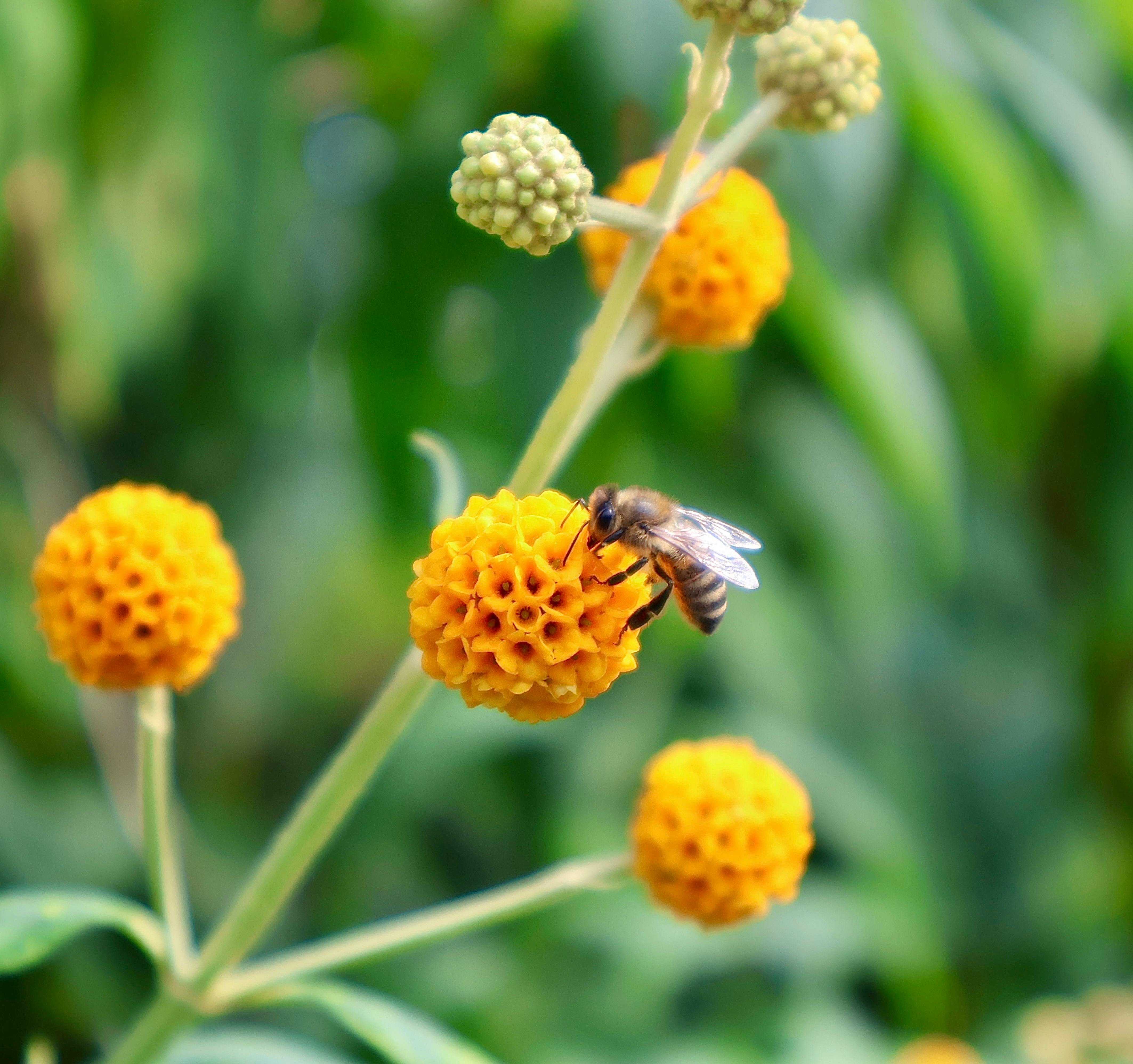 Bee during Pollination · Free Stock Photo