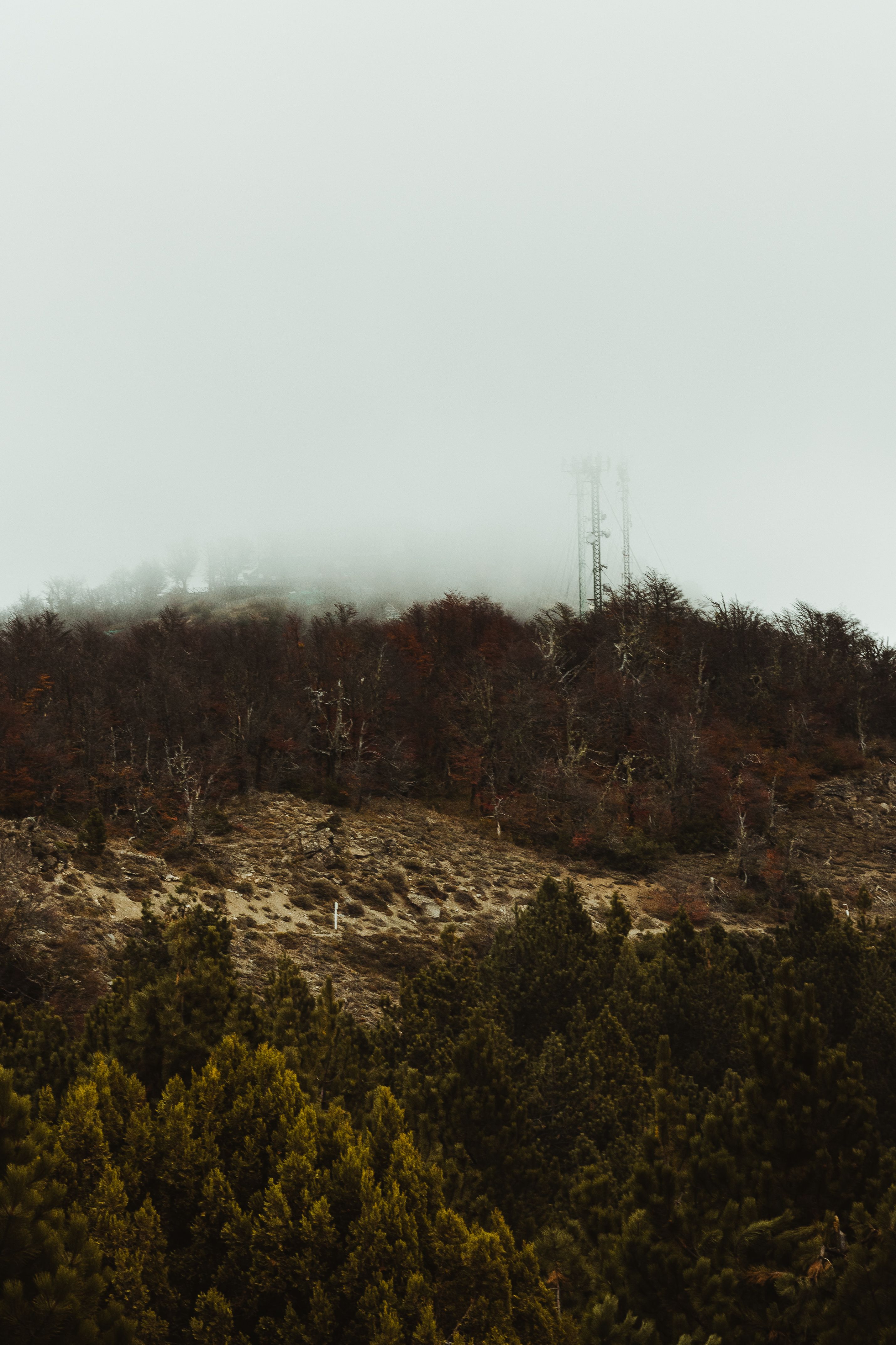 Fog Forest Photos, Download The BEST Free Fog Forest Stock Photos & HD ...