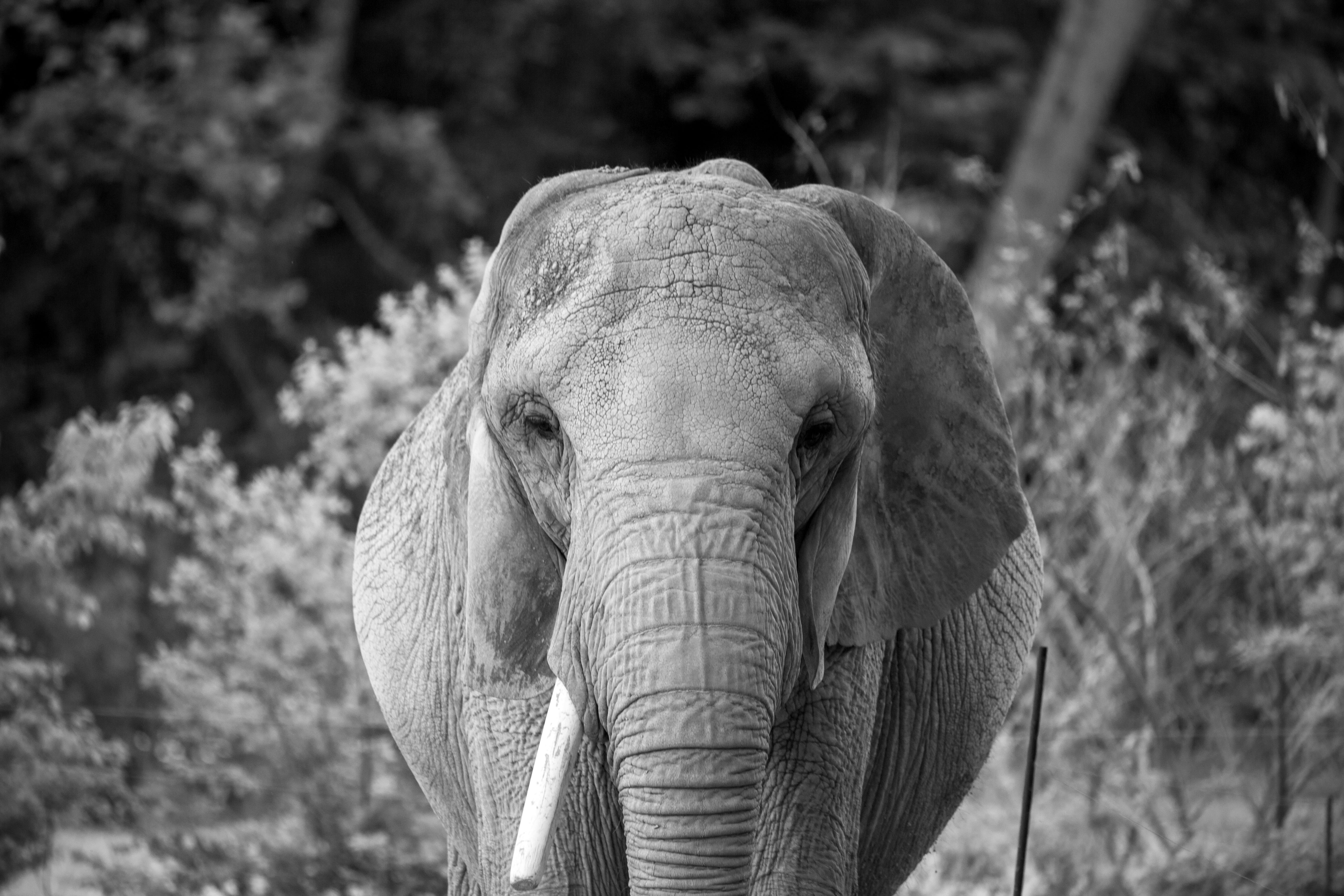 Elephants among Trees · Free Stock Photo