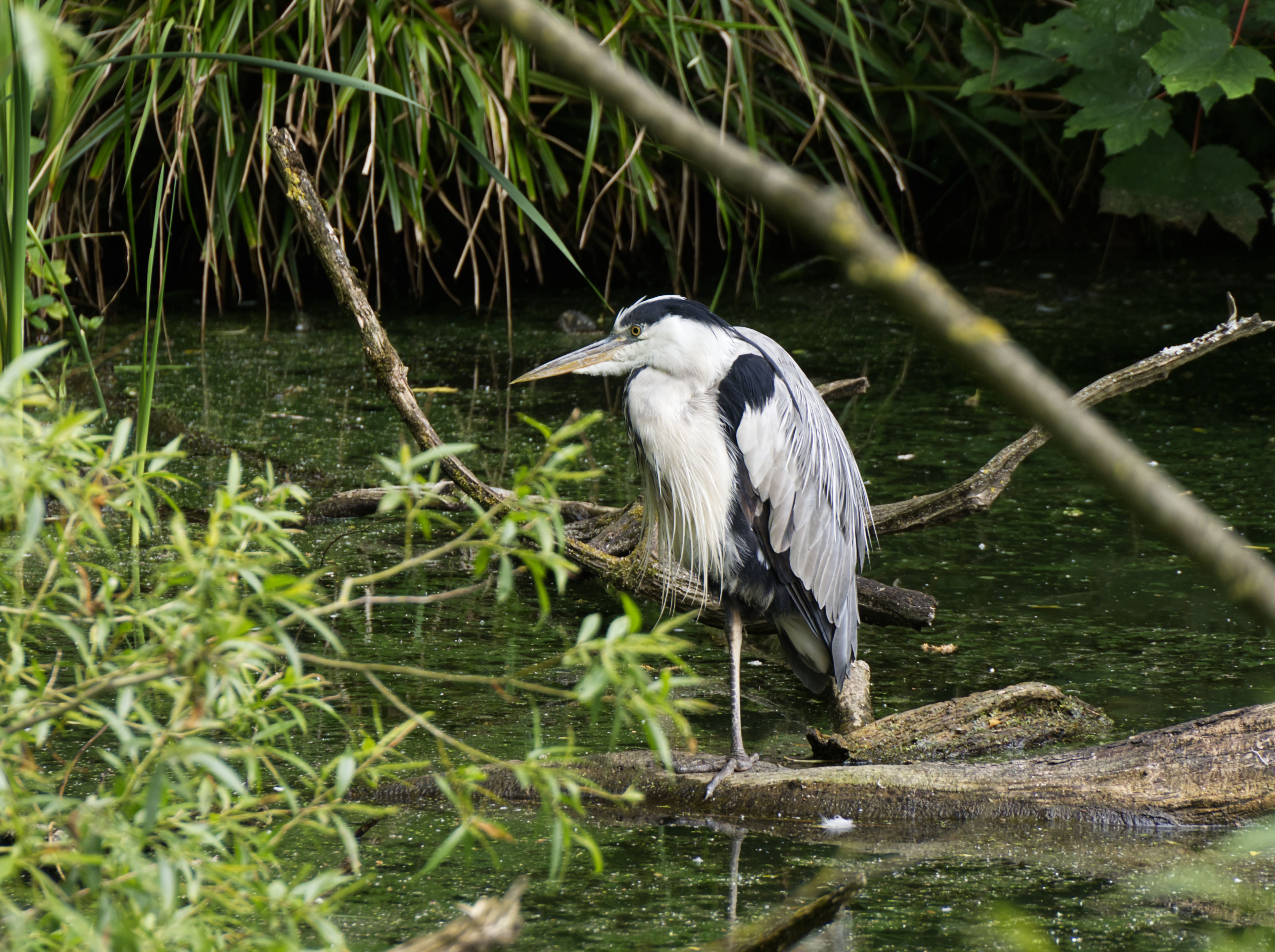 Grey Heron on Marsh · Free Stock Photo