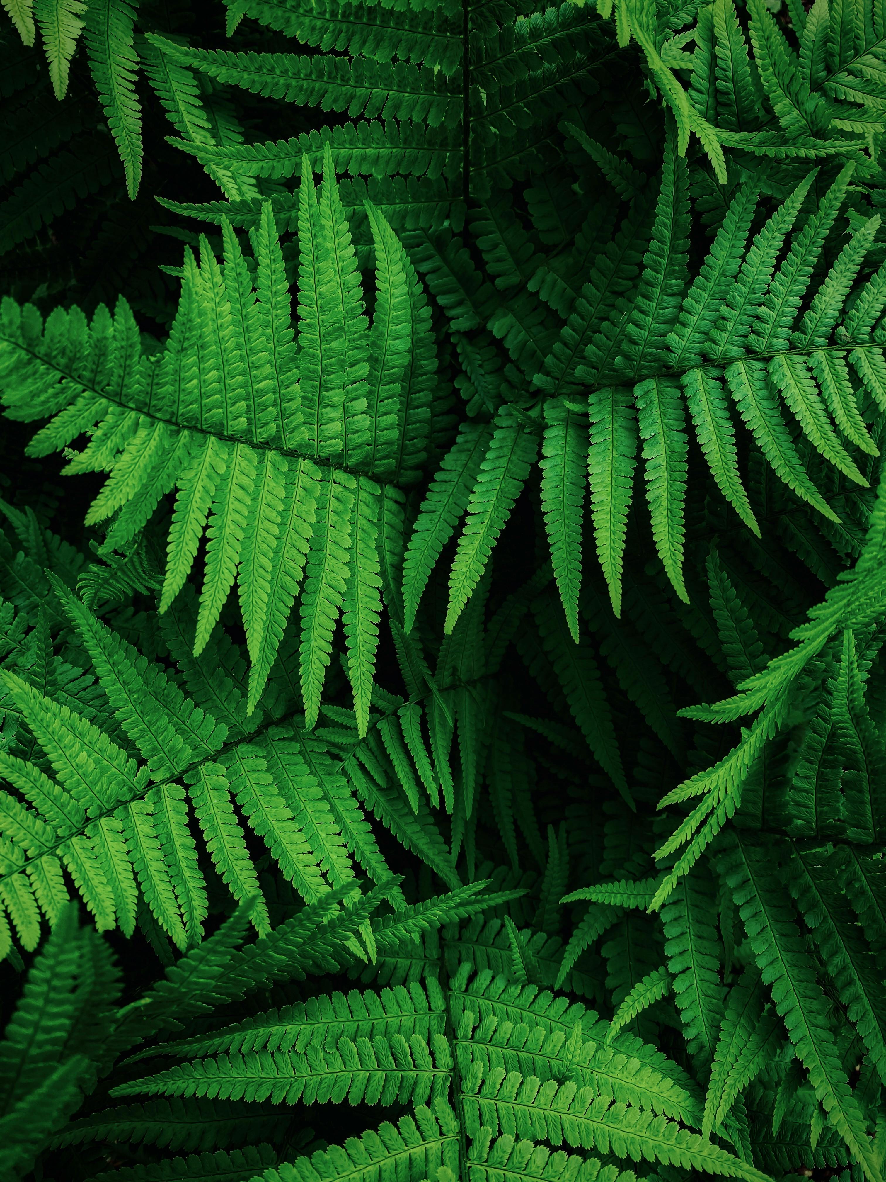 Dog Fern Photos, Download The BEST Free Dog Fern Stock Photos & HD Images