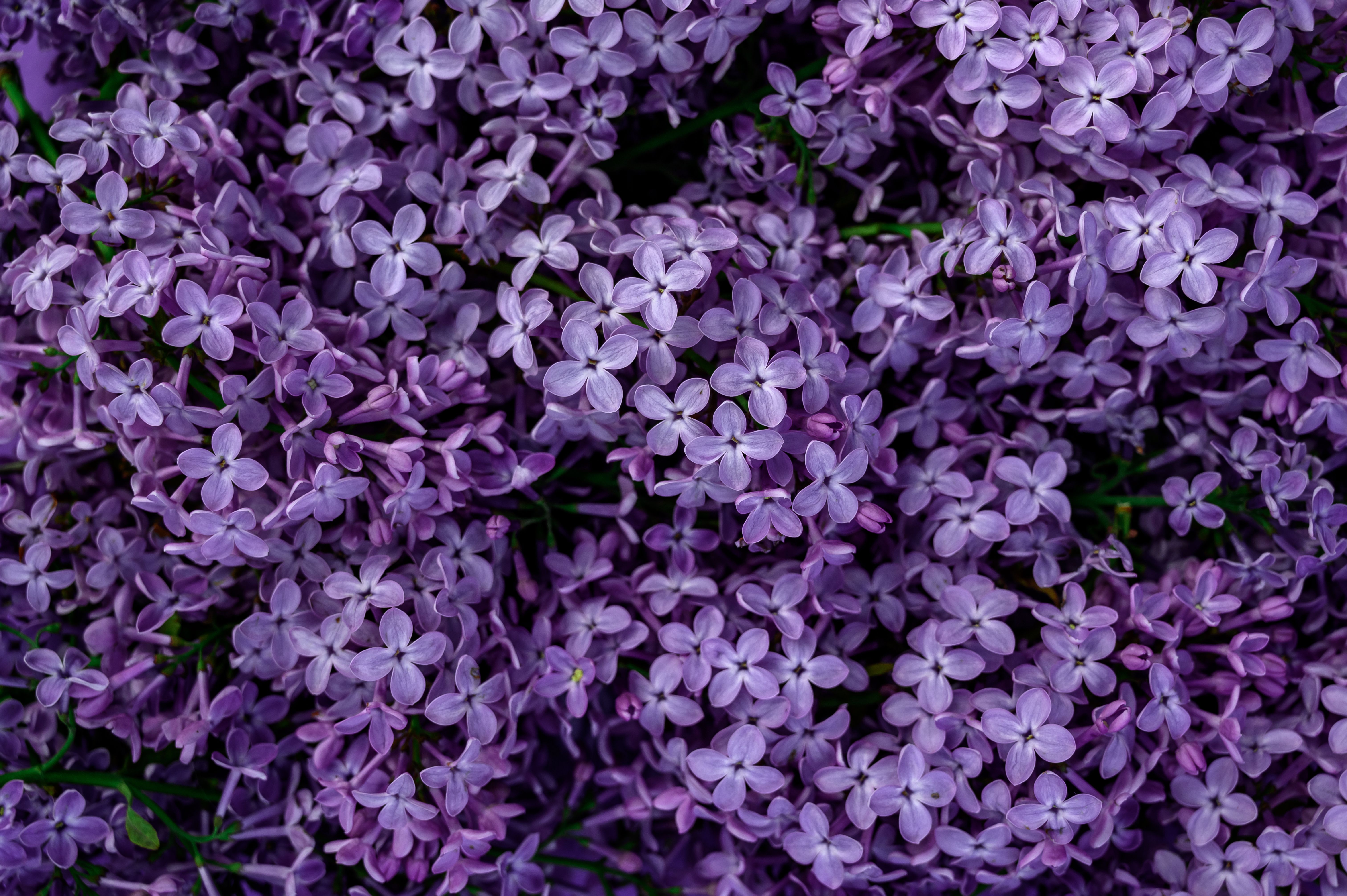 Purple Flower Photos, Download The BEST Free Purple Flower Stock Photos ...
