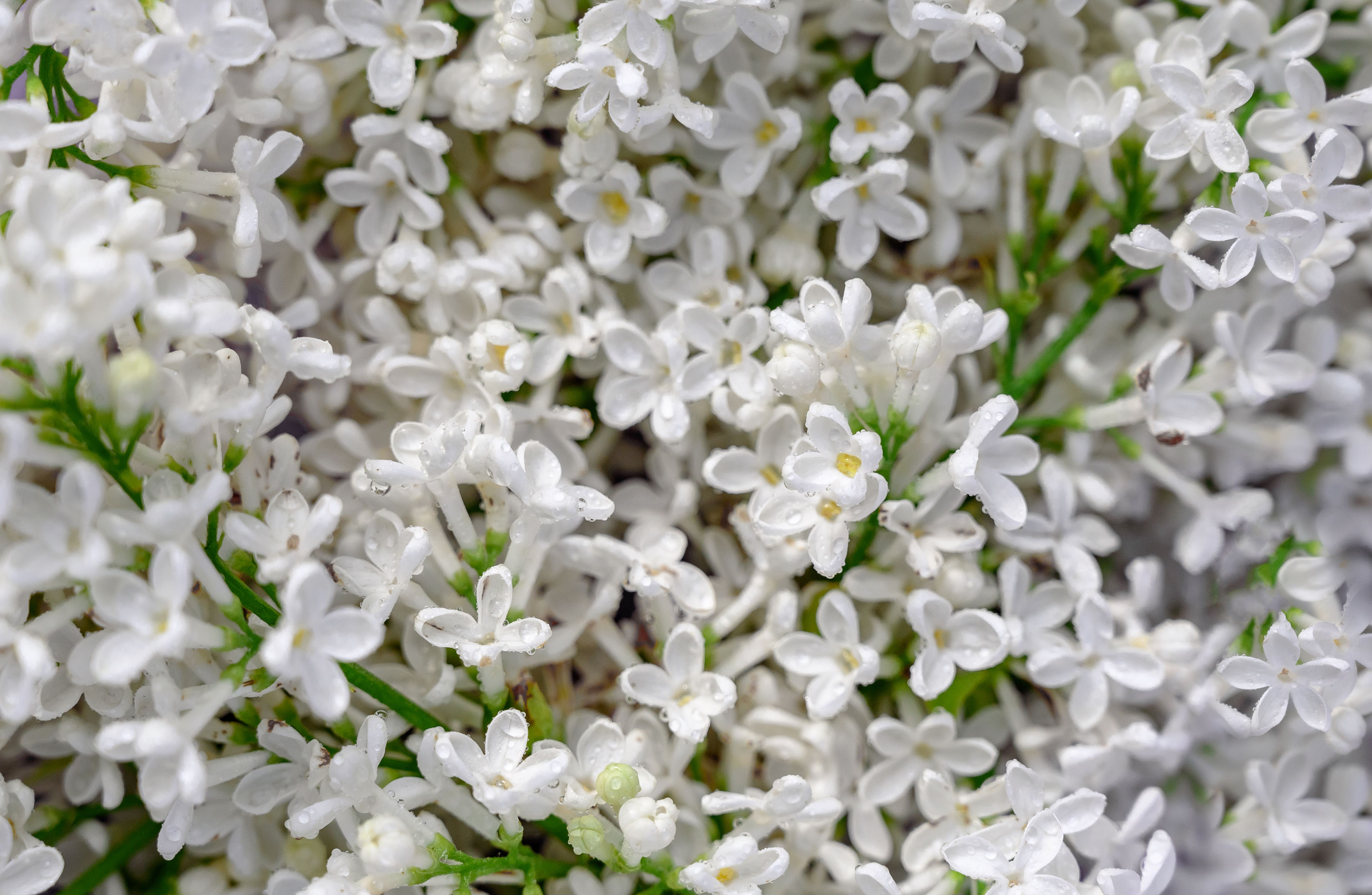Foto de stock gratuita sobre al aire libre, aromático, belleza botánica ...