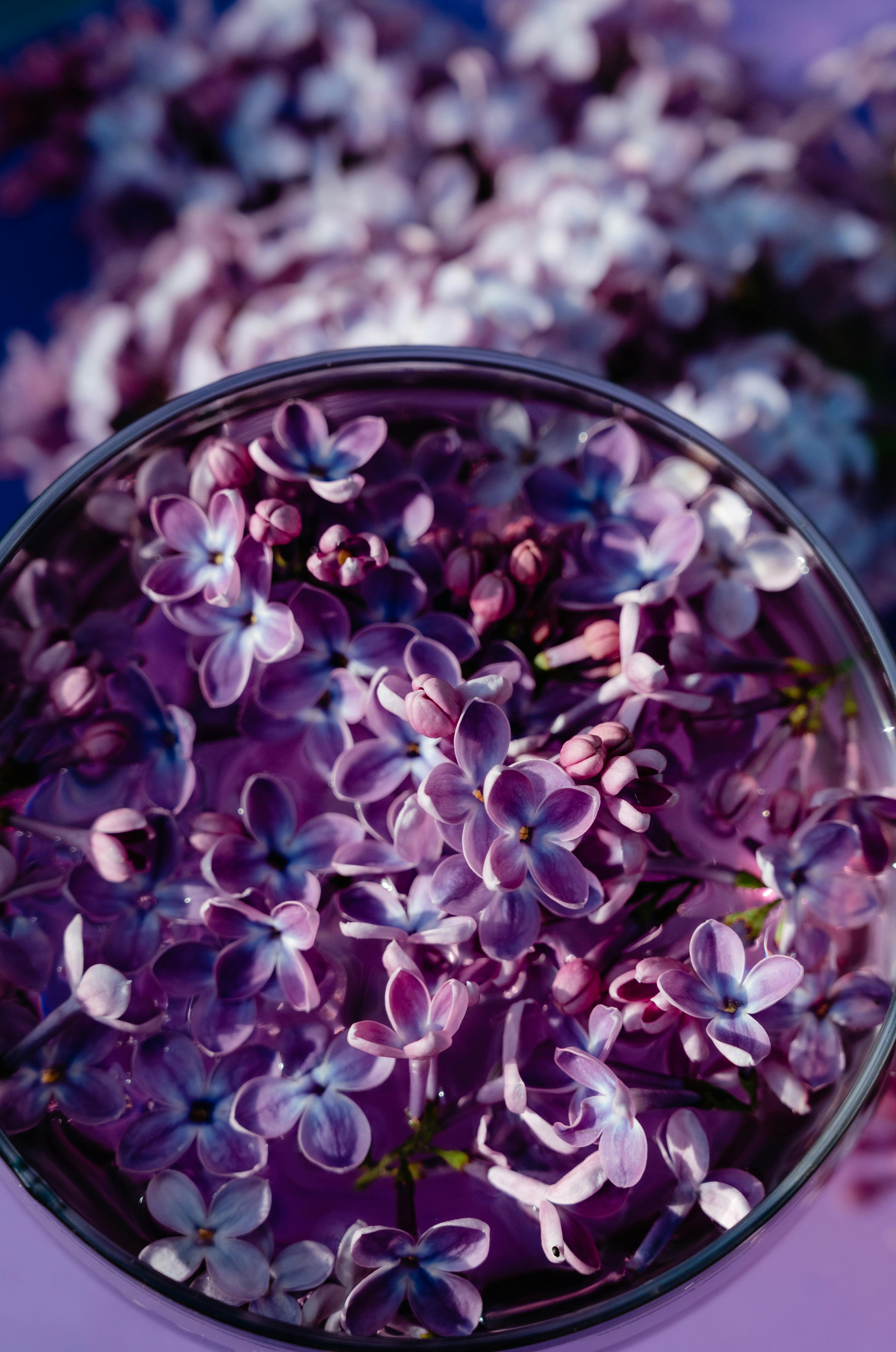 purple cocktail in vintage glass with floral garnish. Purple background ...