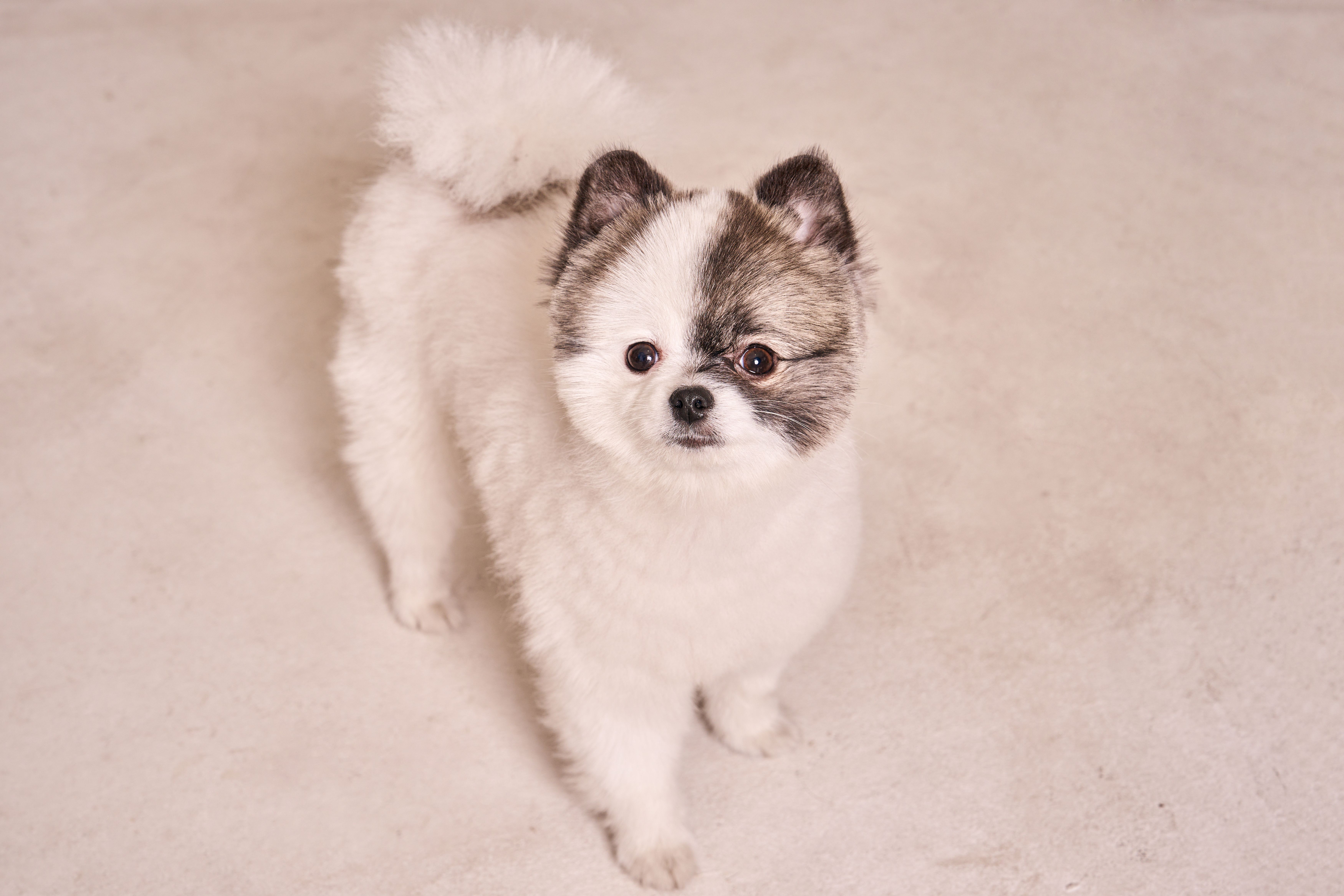 Dash Dog Photos, Download The BEST Free Dash Dog Stock Photos & HD Images