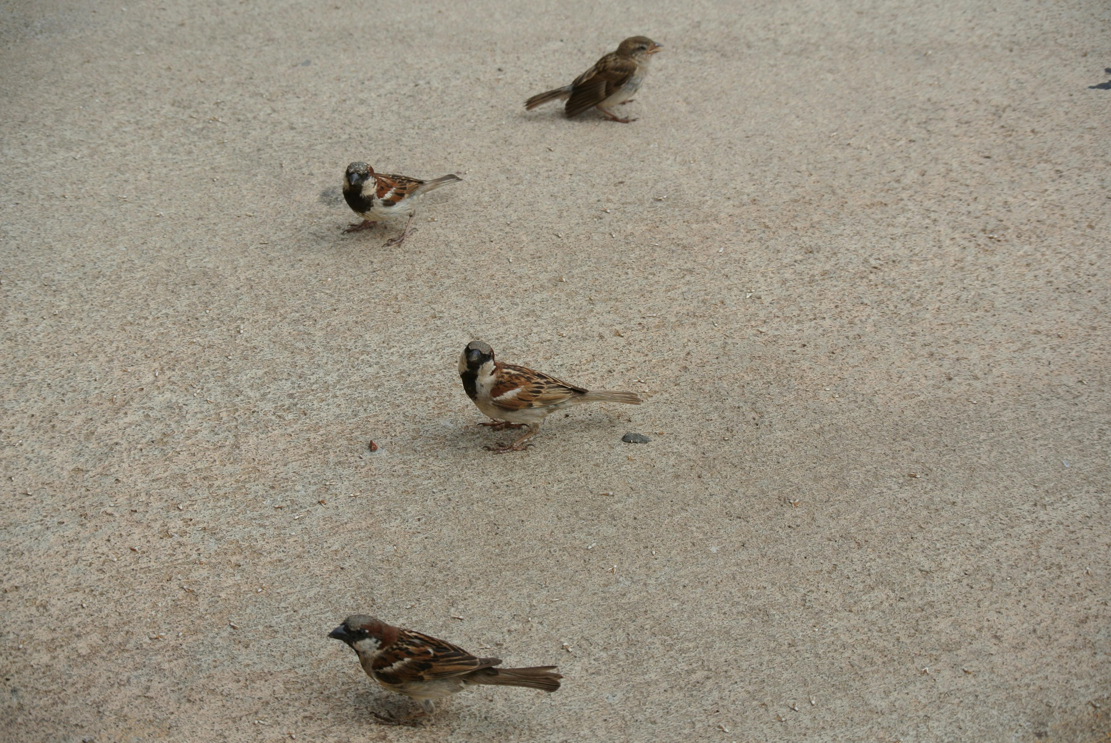 Flynn Robinson - Photographie