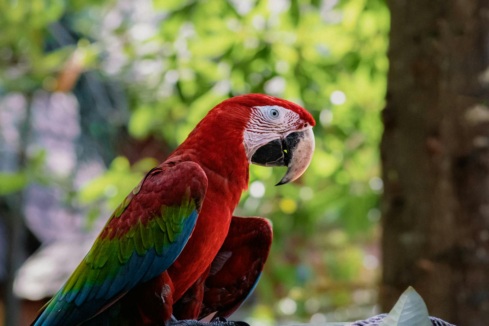 Red Birds Wallpaper Photos, Download The BEST Free Red Birds Wallpaper ...