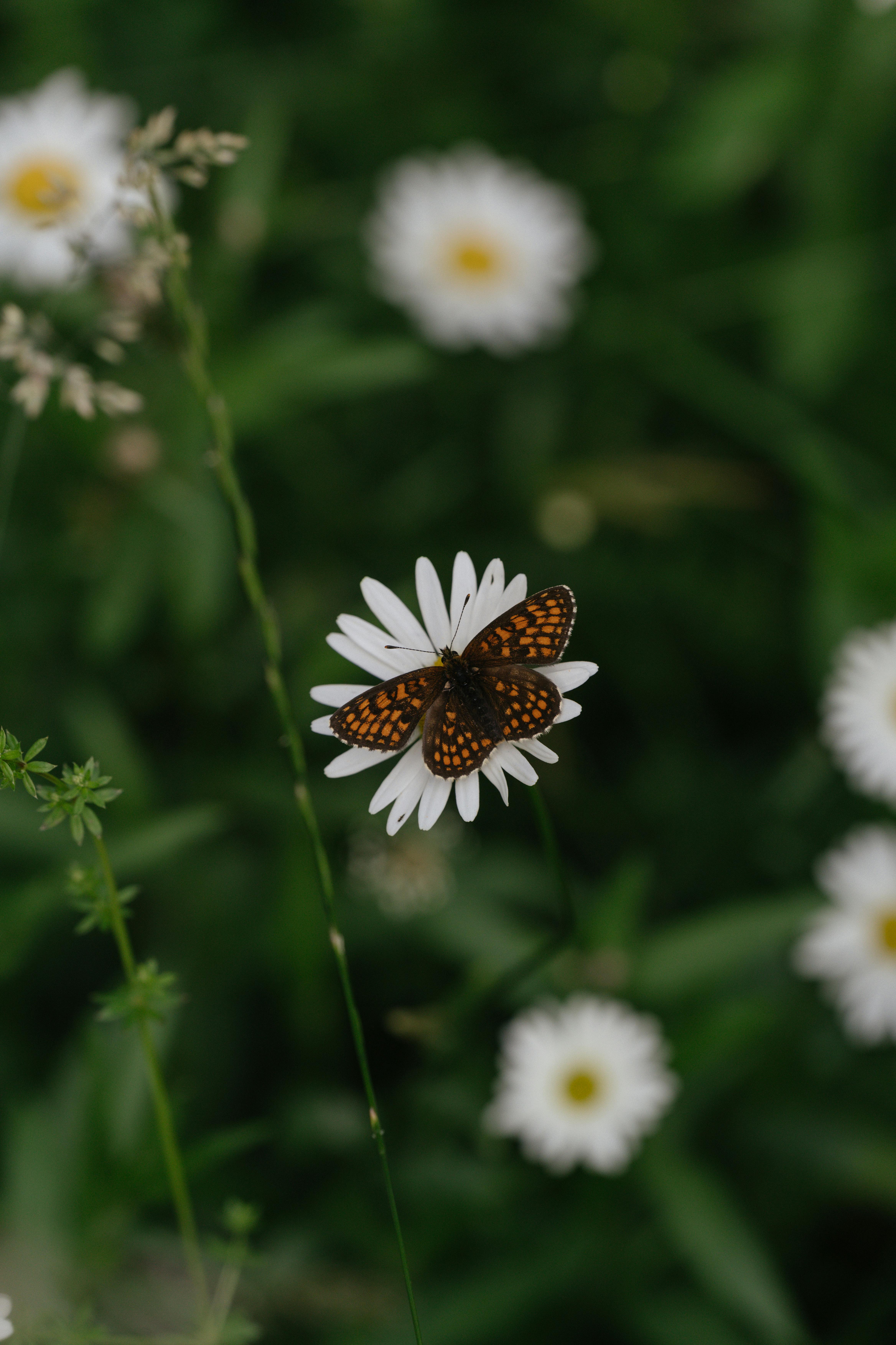 Small black butterfly on blooming flower · Free Stock Photo