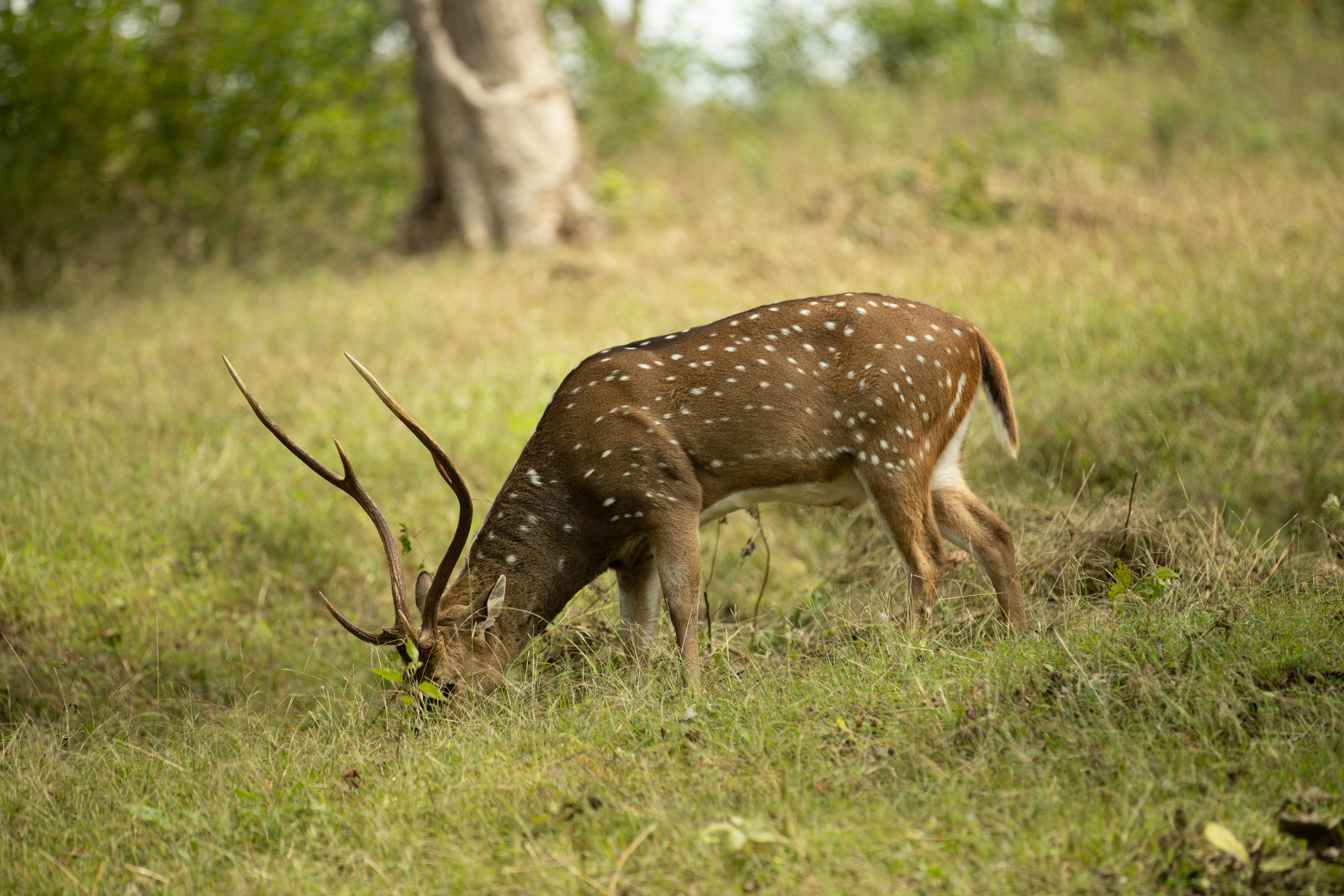Deer with Locked Antlers · Free Stock Photo