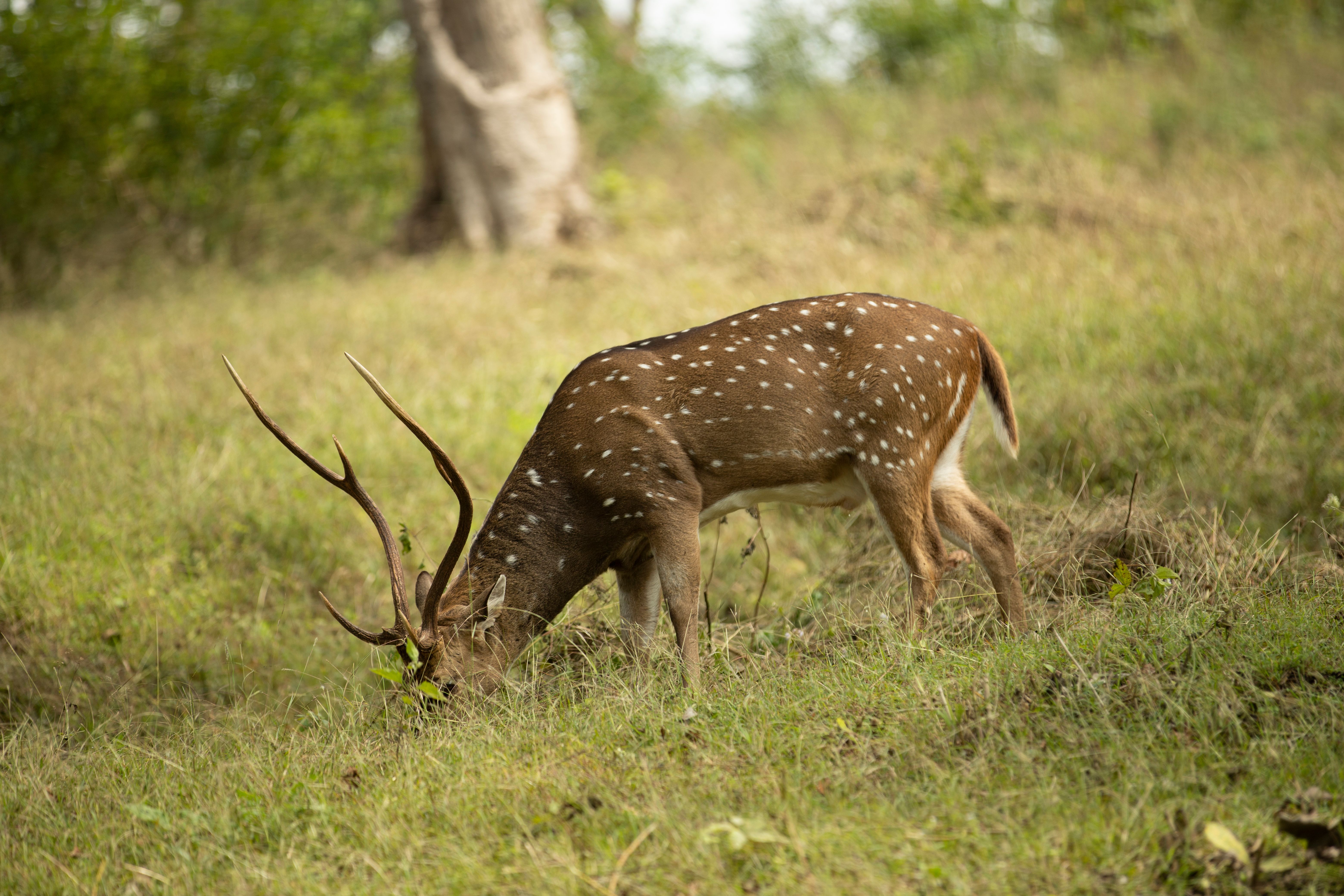 Kostenloses Foto zum Thema: artenschutz, axis deer, beschmutzte rotwild ...