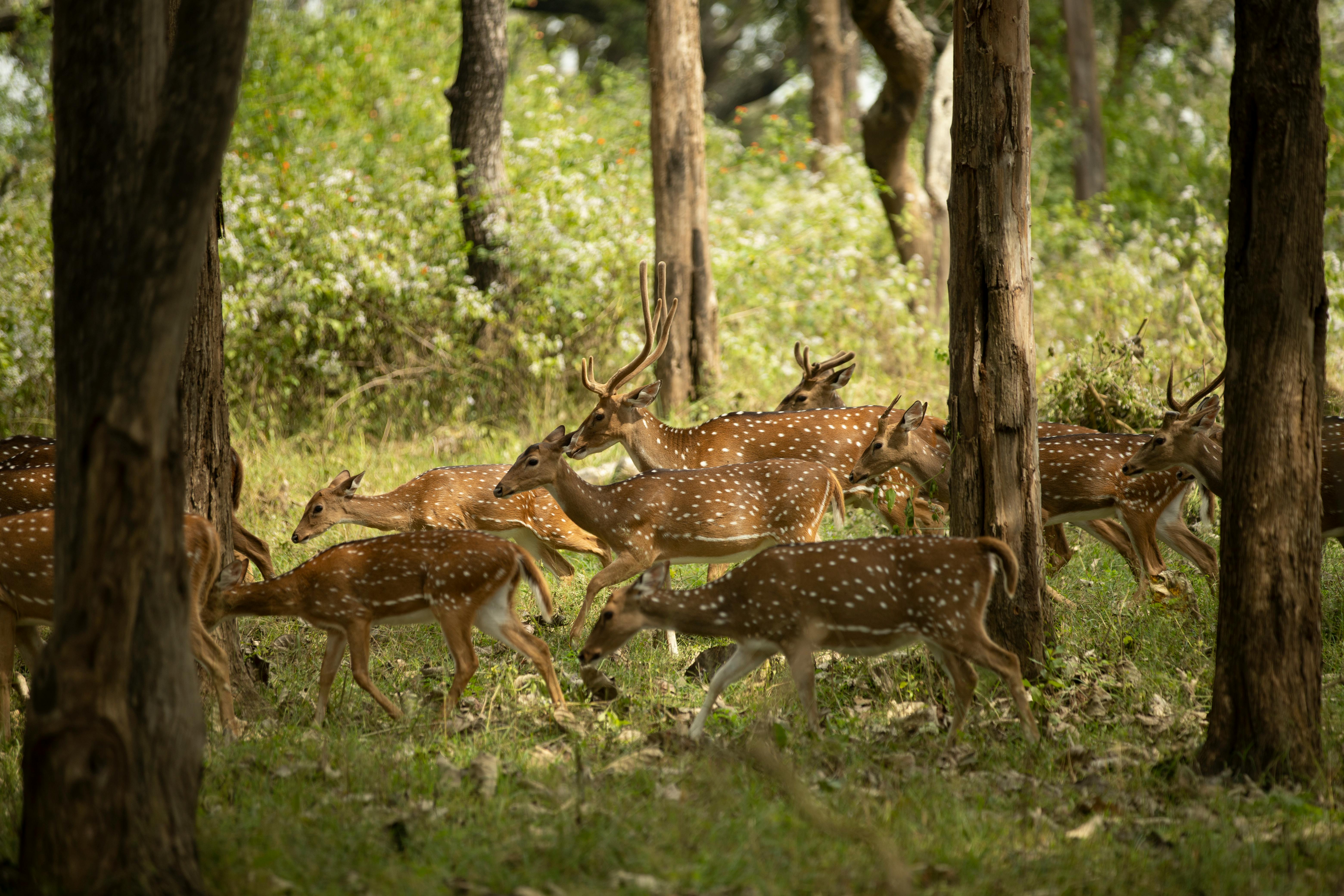 Foto de stock gratuita sobre al aire libre, fotos de animales, animales ...