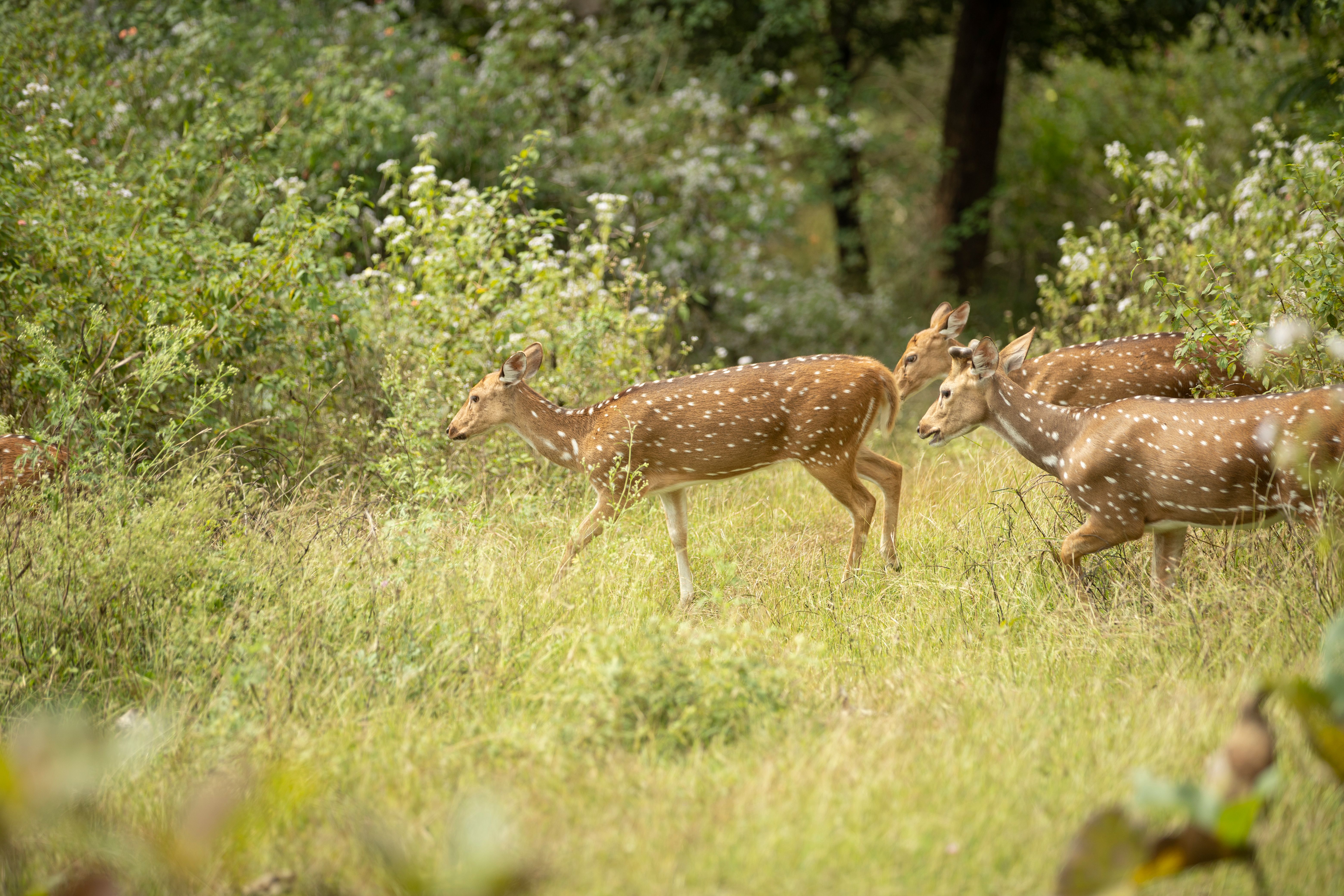 Chital Deer Walking on Meadow · Free Stock Photo