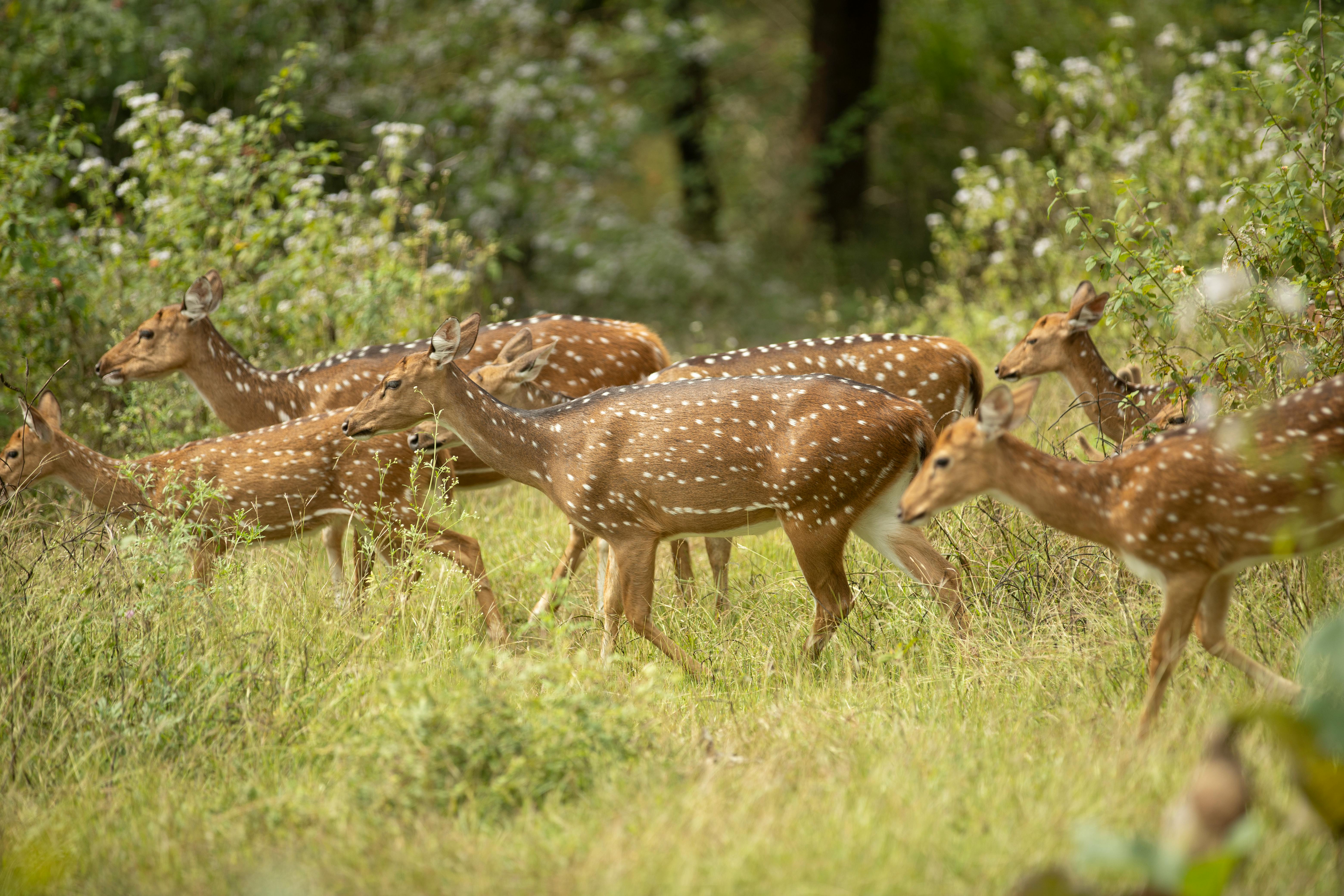Photo of Chital Deer · Free Stock Photo