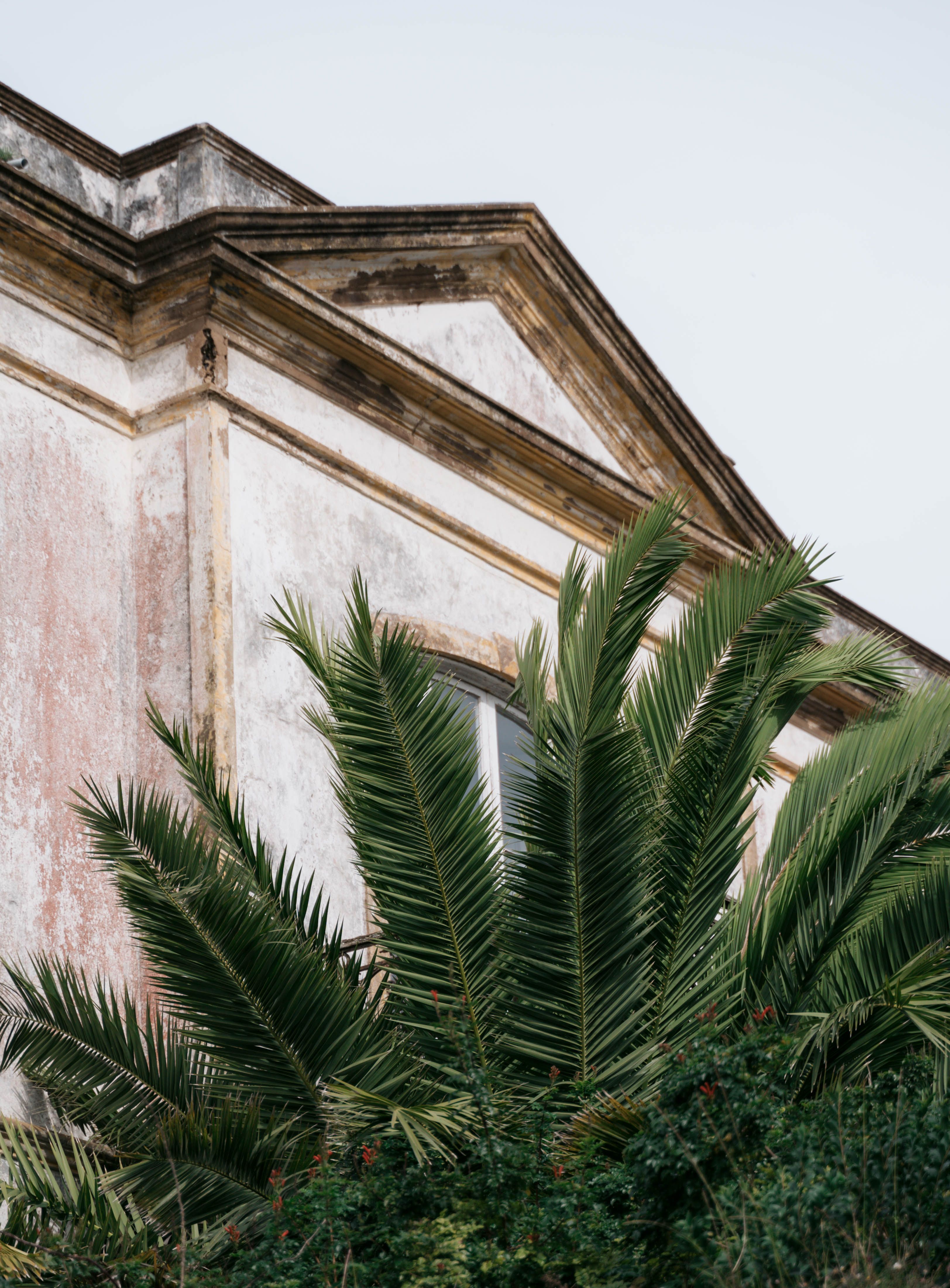 Exotic Tree Growing near Old Stone Building · Free Stock Photo