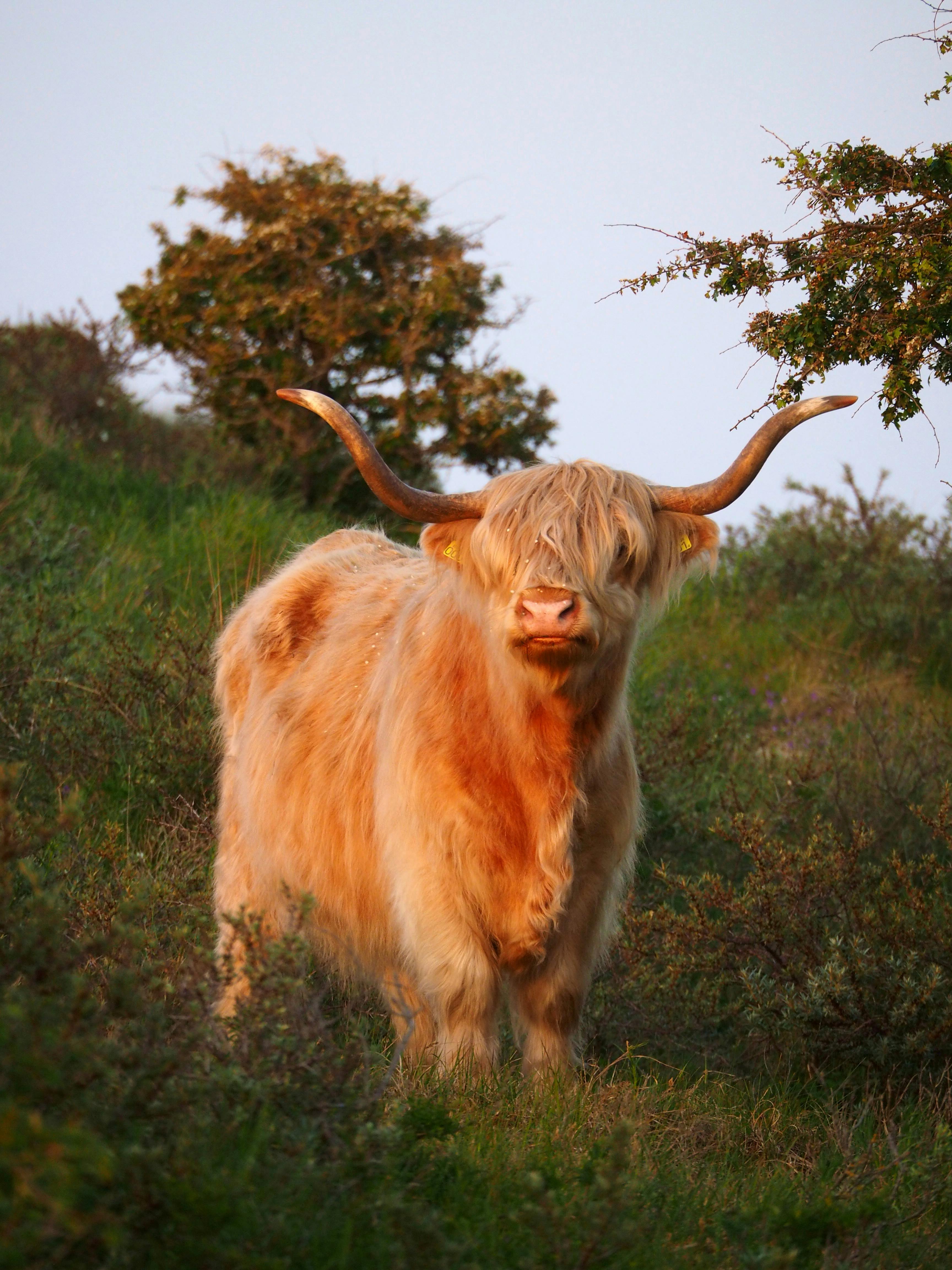 Pastoral Scene Photos, Download The BEST Free Pastoral Scene Stock ...