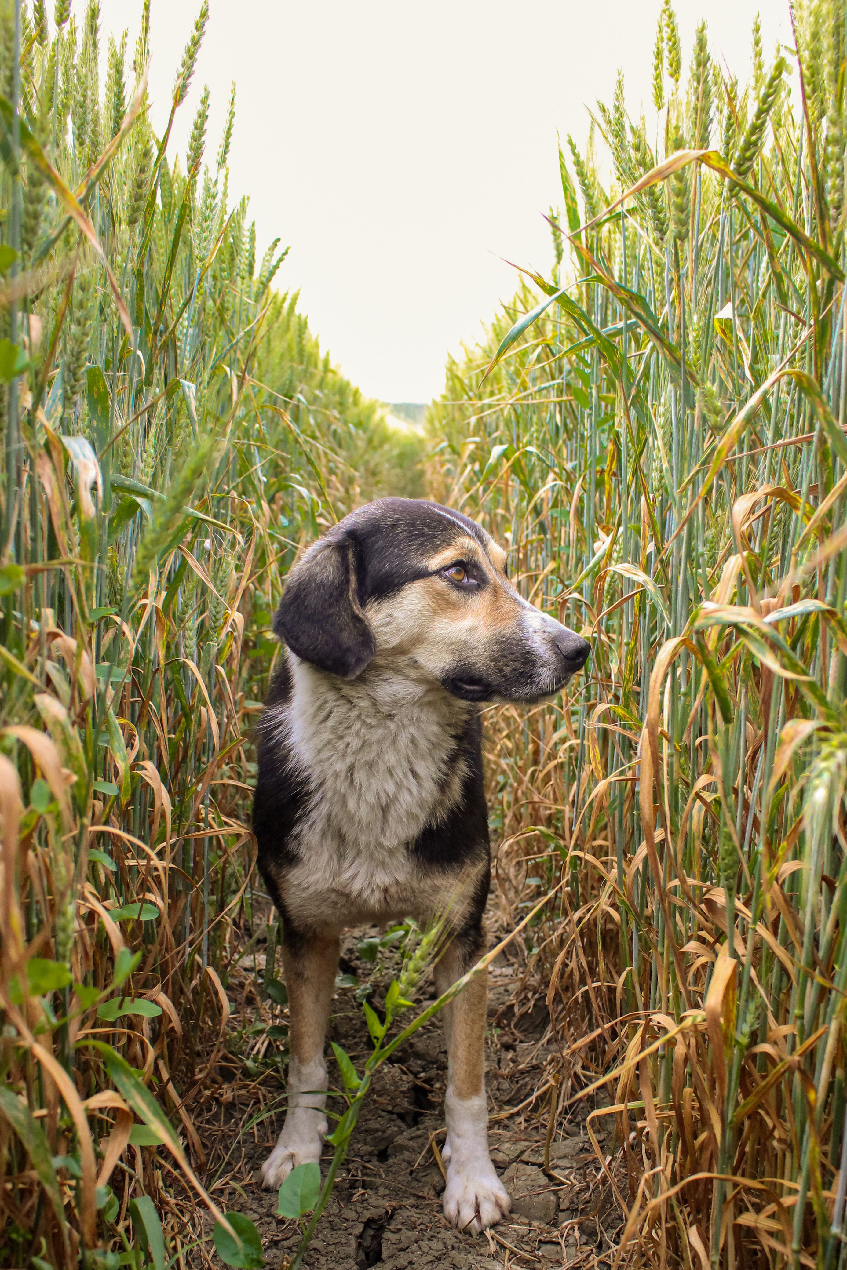 Funny Dog Standing in a Wheat Field · Free Stock Photo