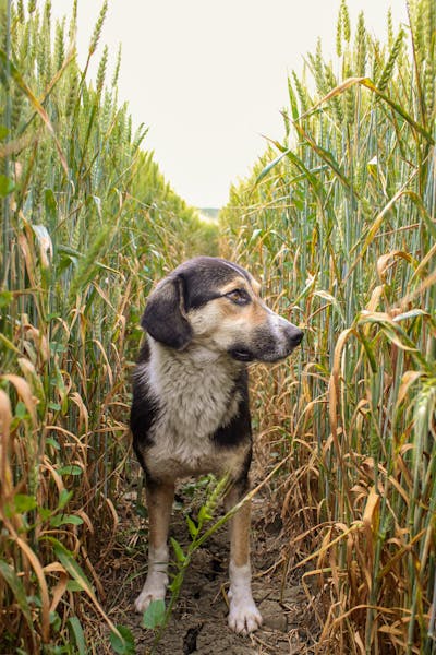 Dog In Field Photos, Download The BEST Free Dog In Field Stock Photos ...