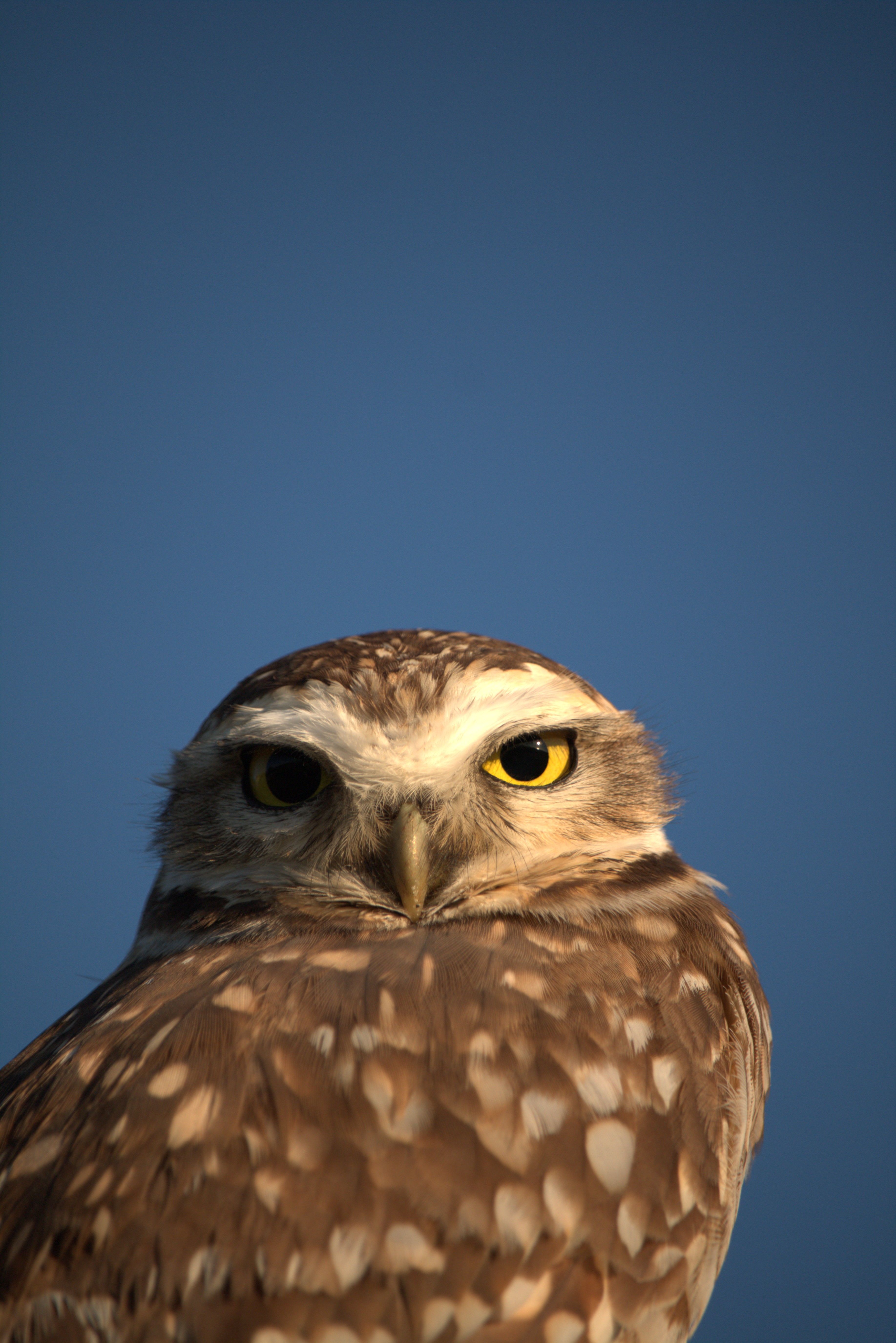 Owl Background Photos, Download The BEST Free Owl Background Stock ...