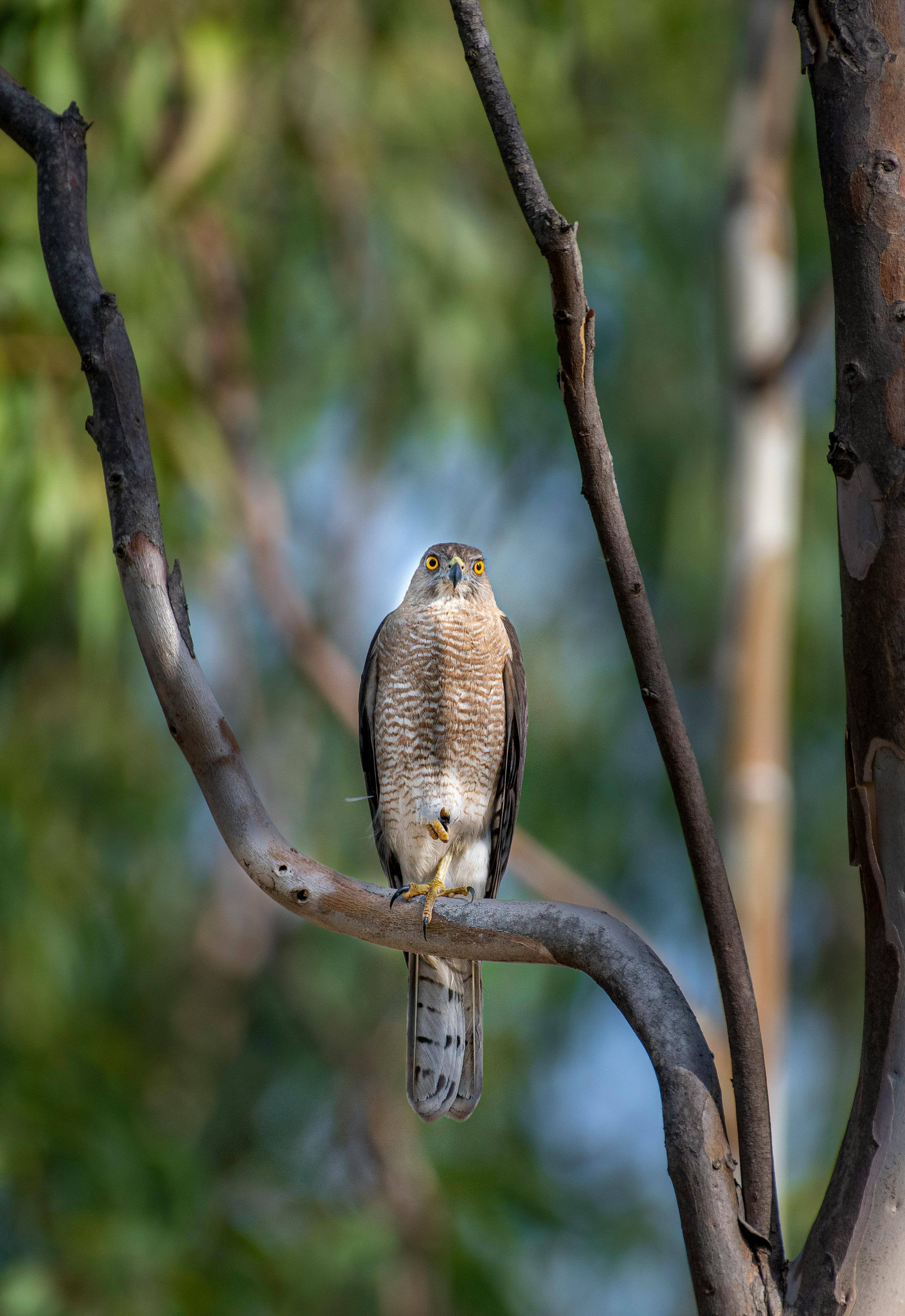 Female Goshawk In Trees
