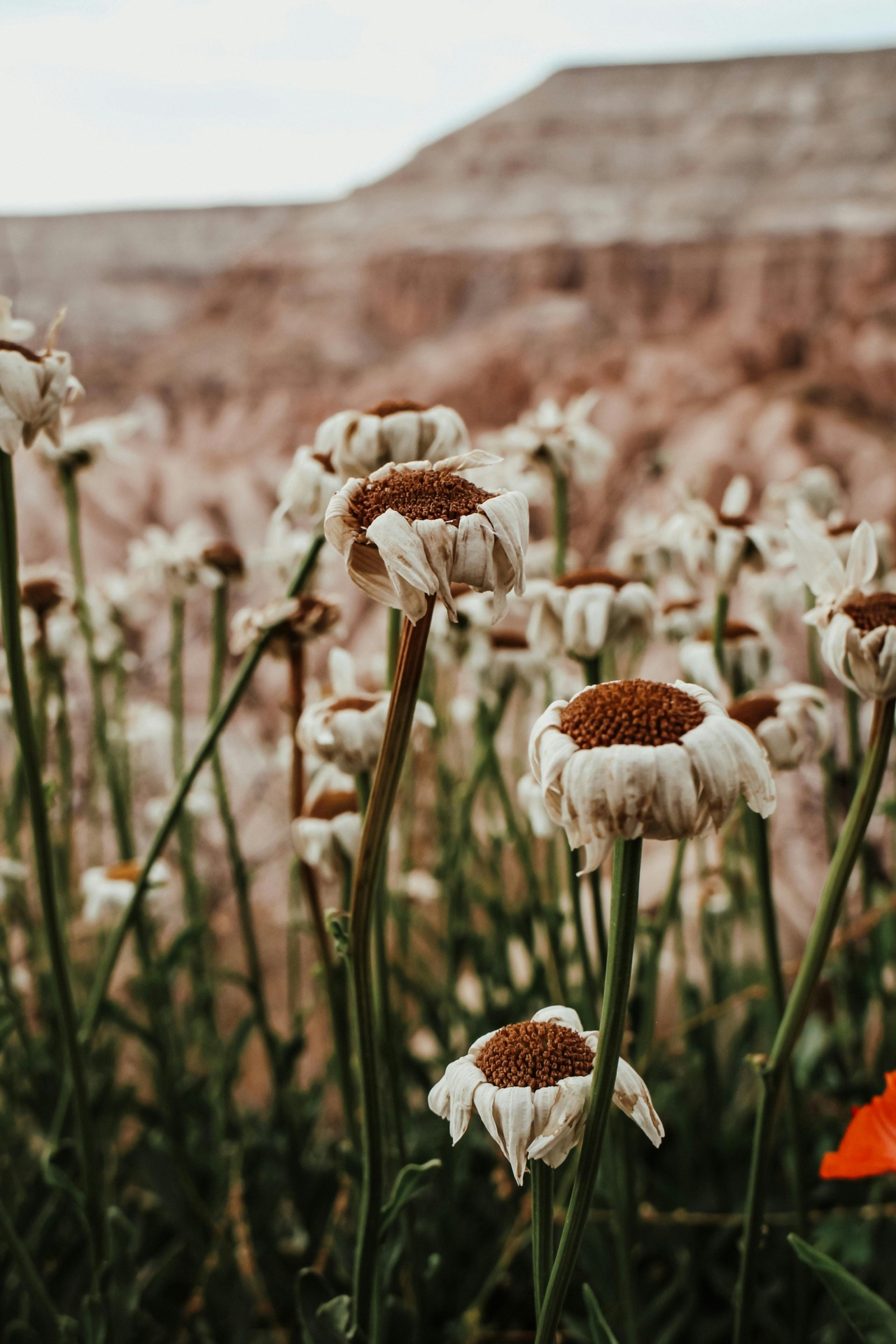 Withered Paper Photos, Download The BEST Free Withered Paper Stock ...