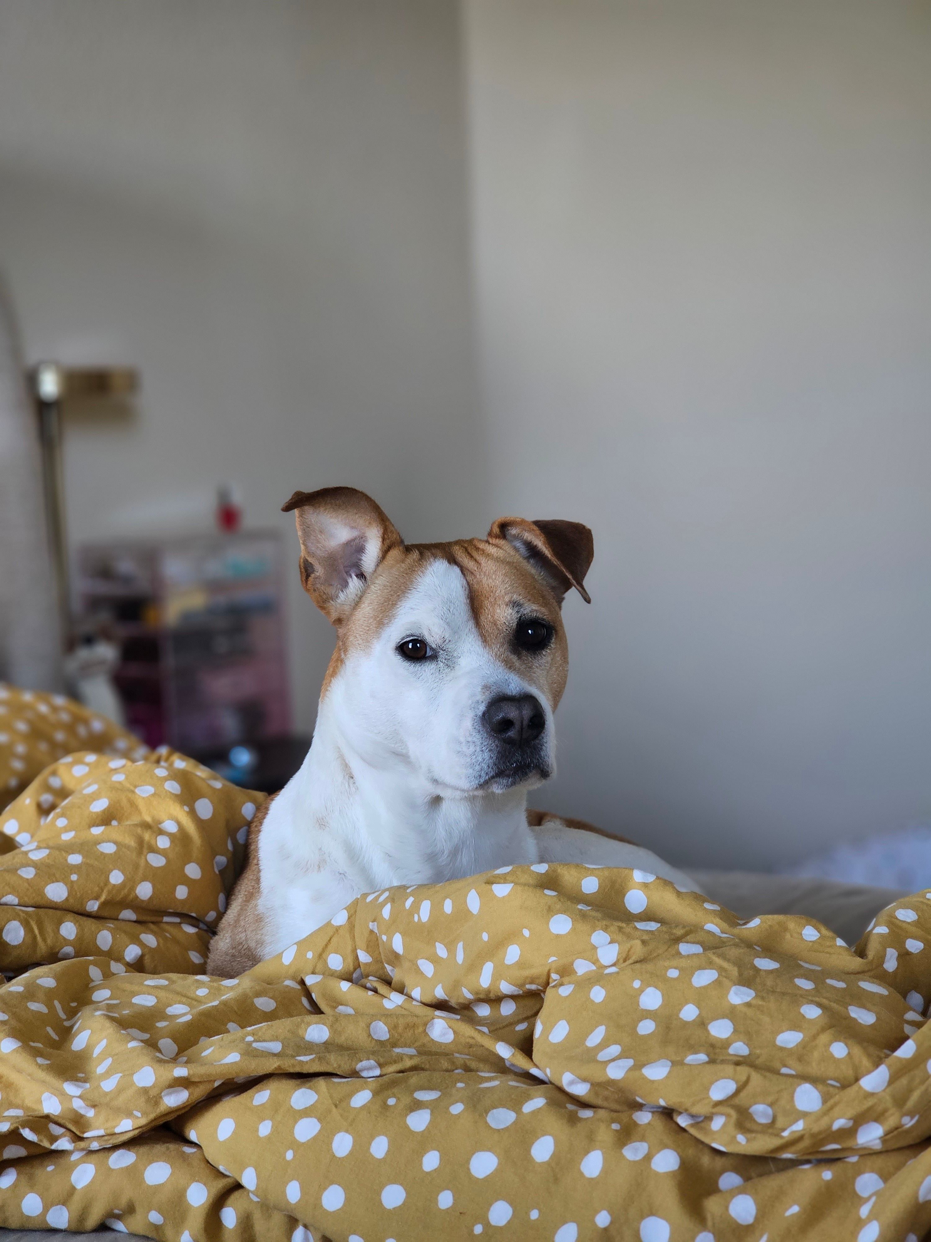Funny Dog Lying on a Bed with one Ear Up · Free Stock Photo