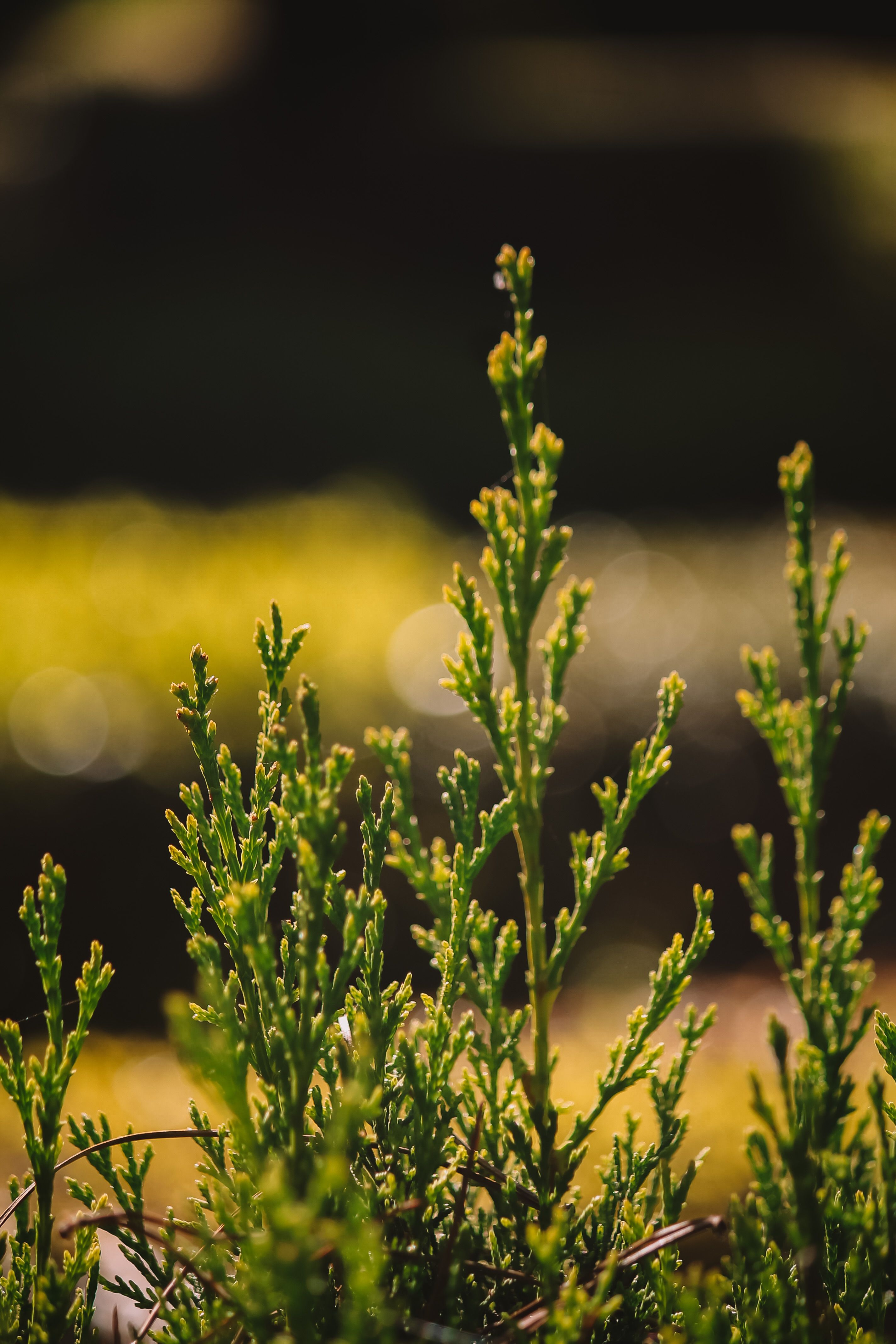 Close-up of a Conifer · Free Stock Photo