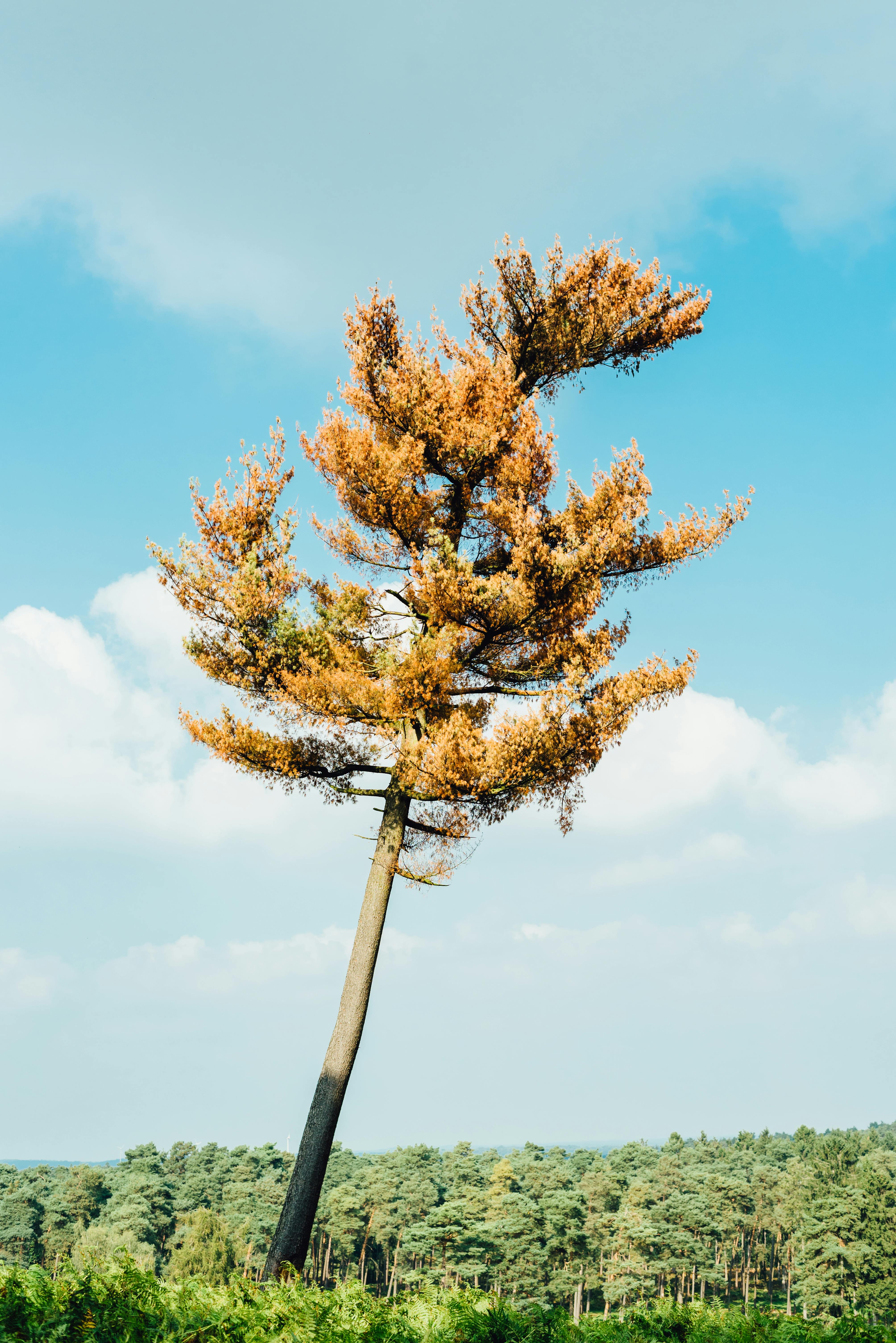 Lone Tree in Autumn · Free Stock Photo