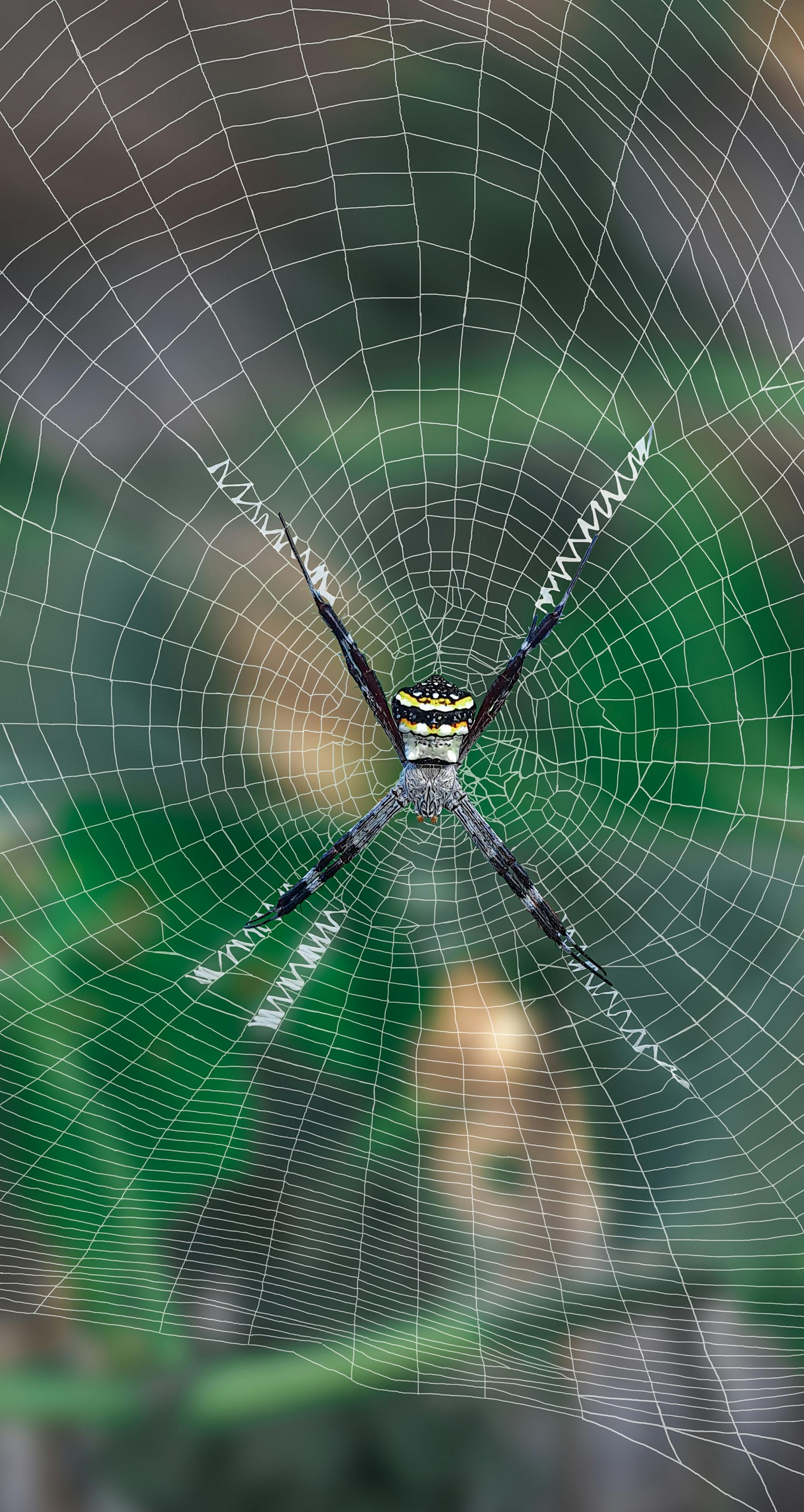 Echte Spinne Photos, Download The BEST Free Echte Spinne Stock Photos ...