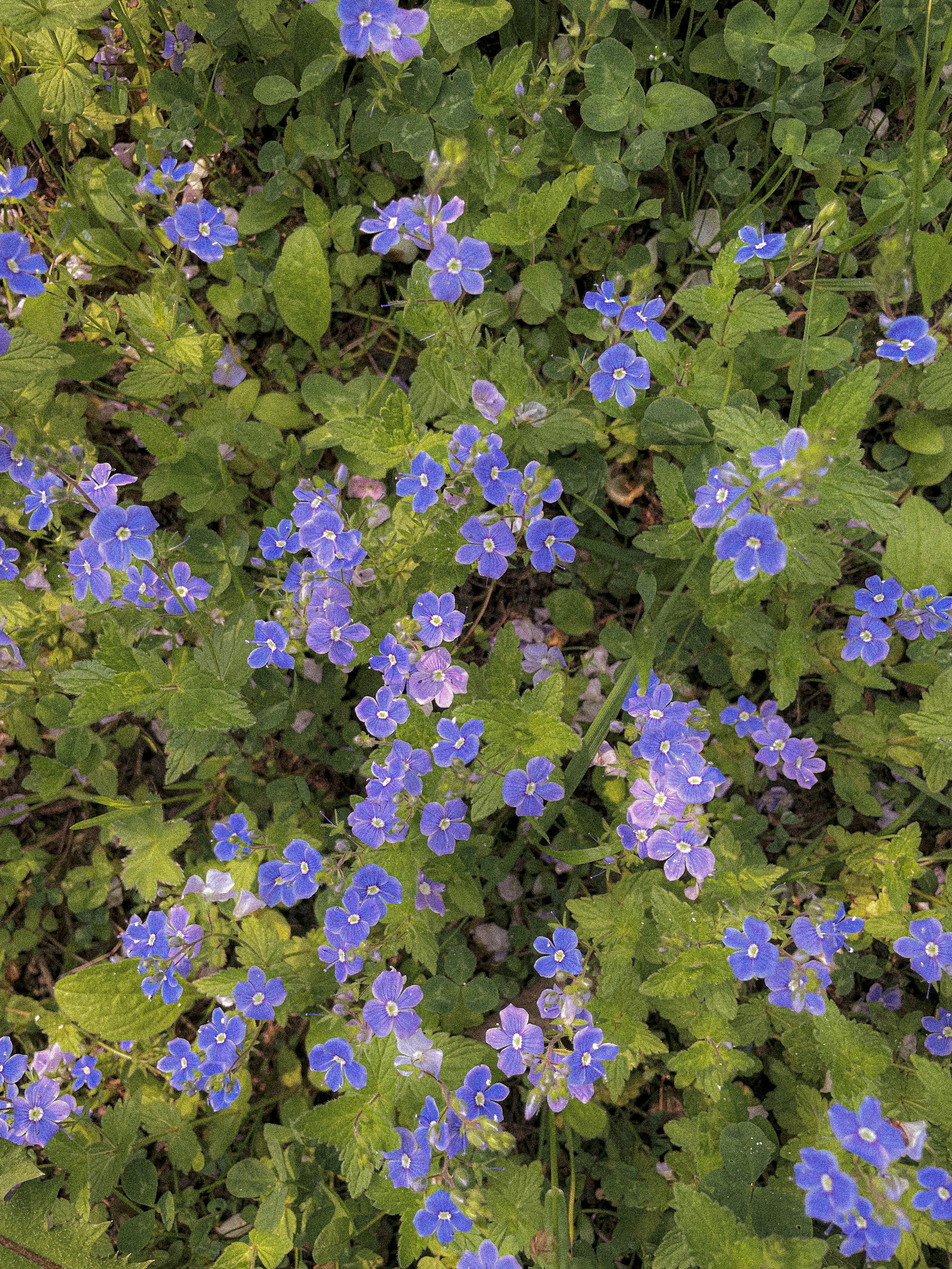Slender Speedwell Flowers Among Leaves · Free Stock Photo