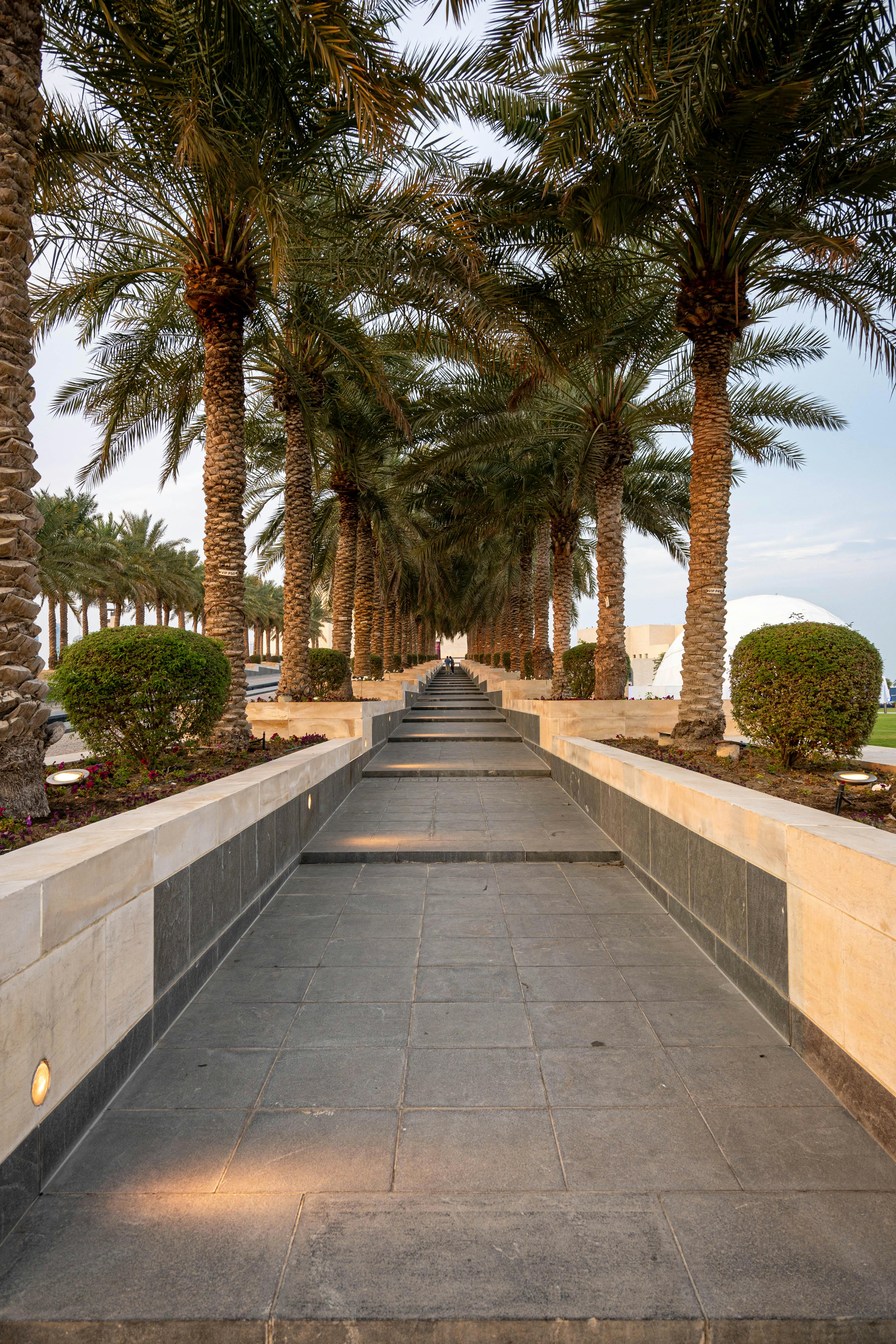 Pavement Between Palm Trees in Resort · Free Stock Photo
