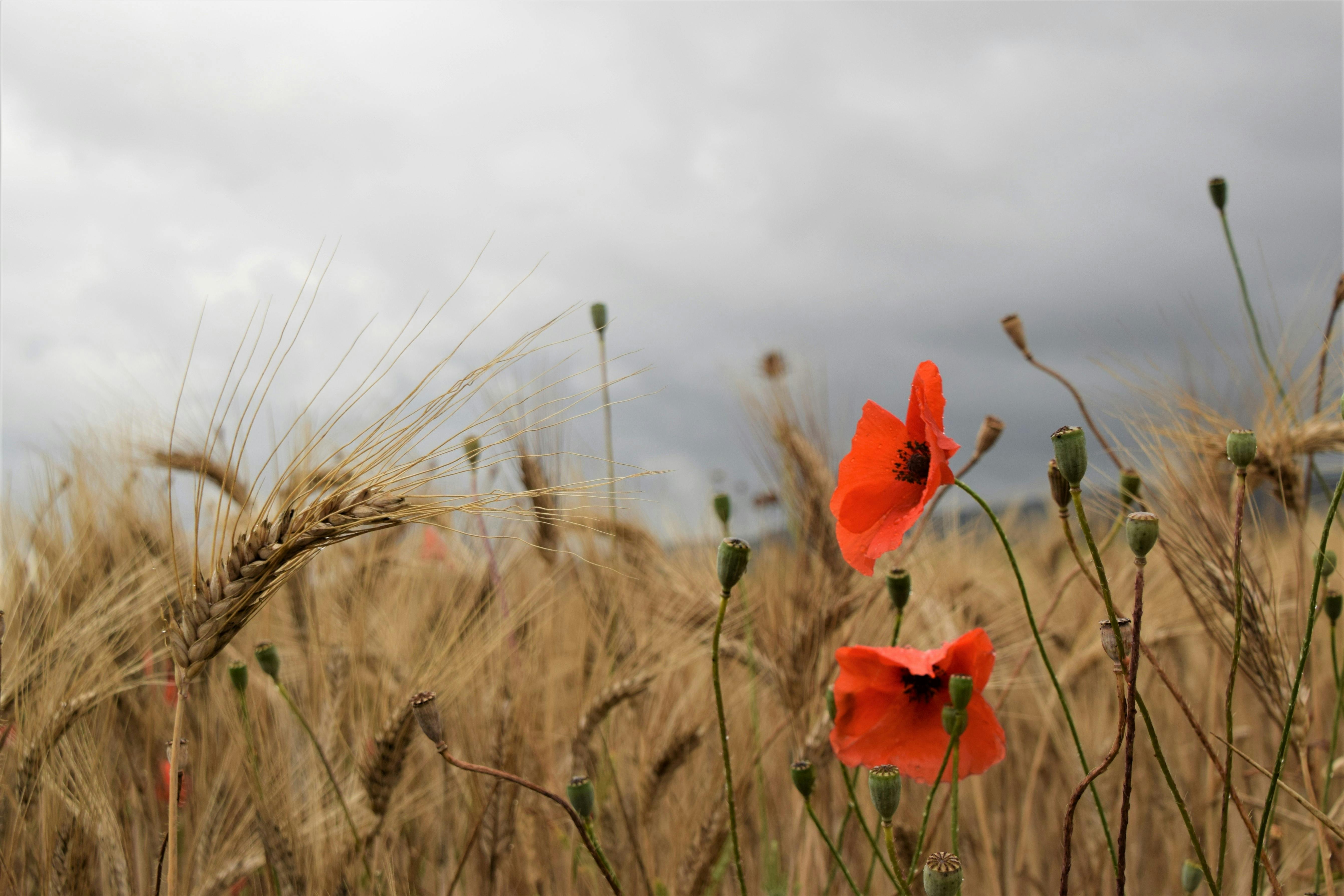 Isabelle Borg – Fotografia